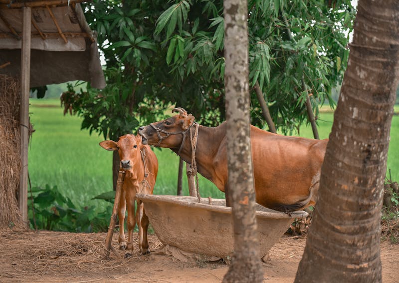 Bangladesh Naika Photos, Download The BEST Free Bangladesh Naika Stock ...