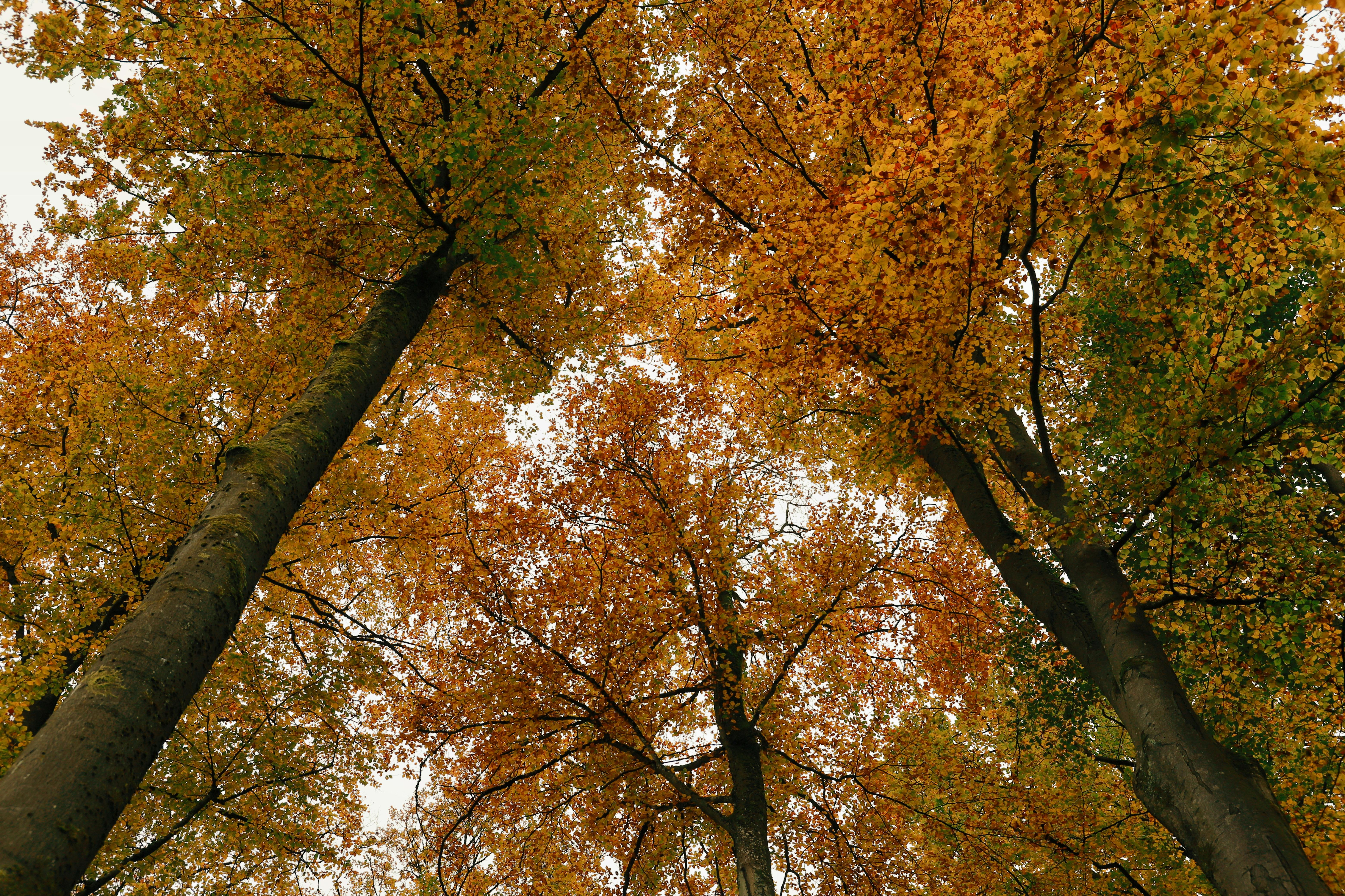 Autumn Foliage Canopy in Vibrant Forest · Free Stock Photo