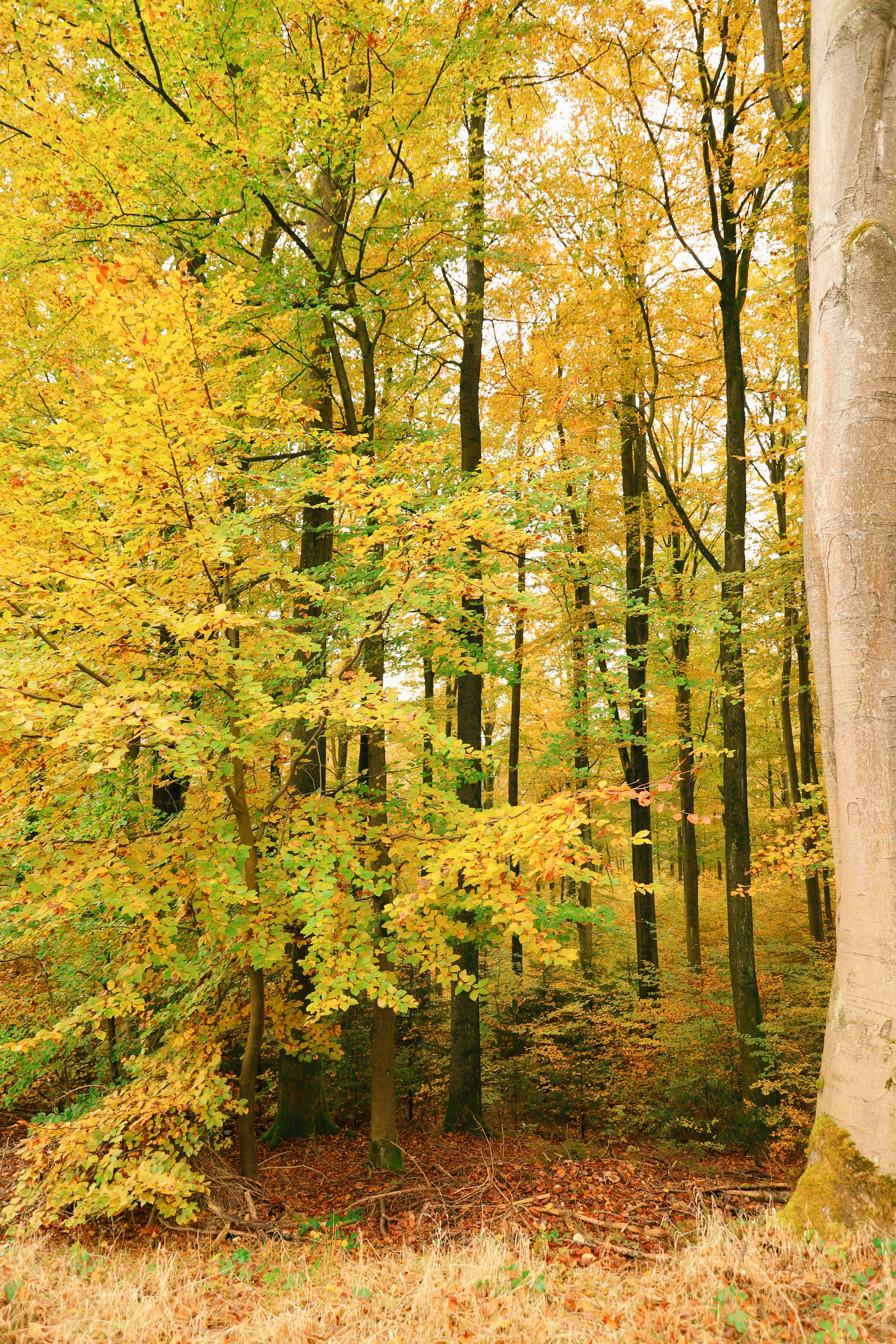 Bright Autumn Forest Scene in Colorful Foliage · Free Stock Photo