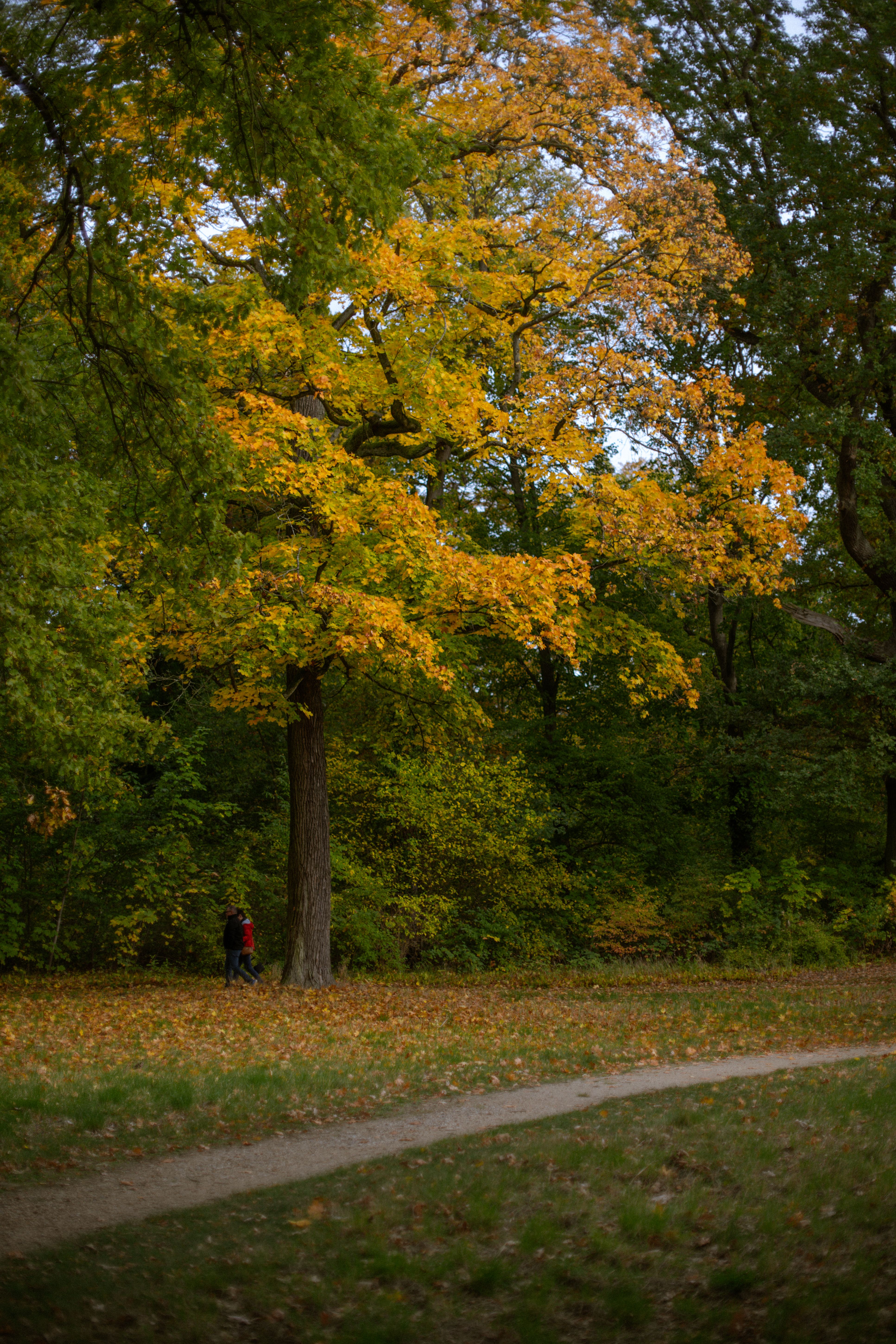 Autumn Walk in Scenic Forest Park · Free Stock Photo