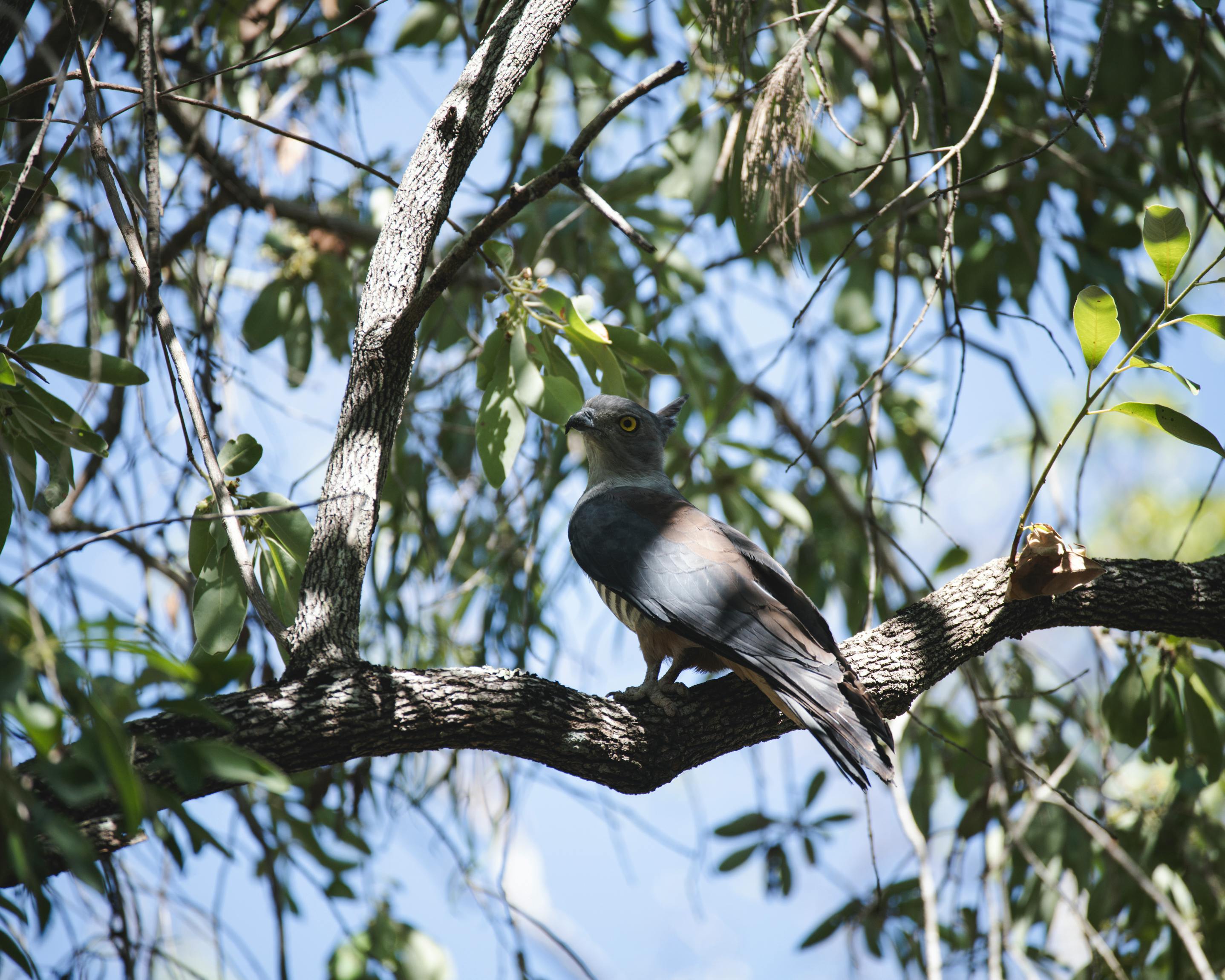 Crested Hawk on Tree Branch in Sunlit Forest · Free Stock Photo