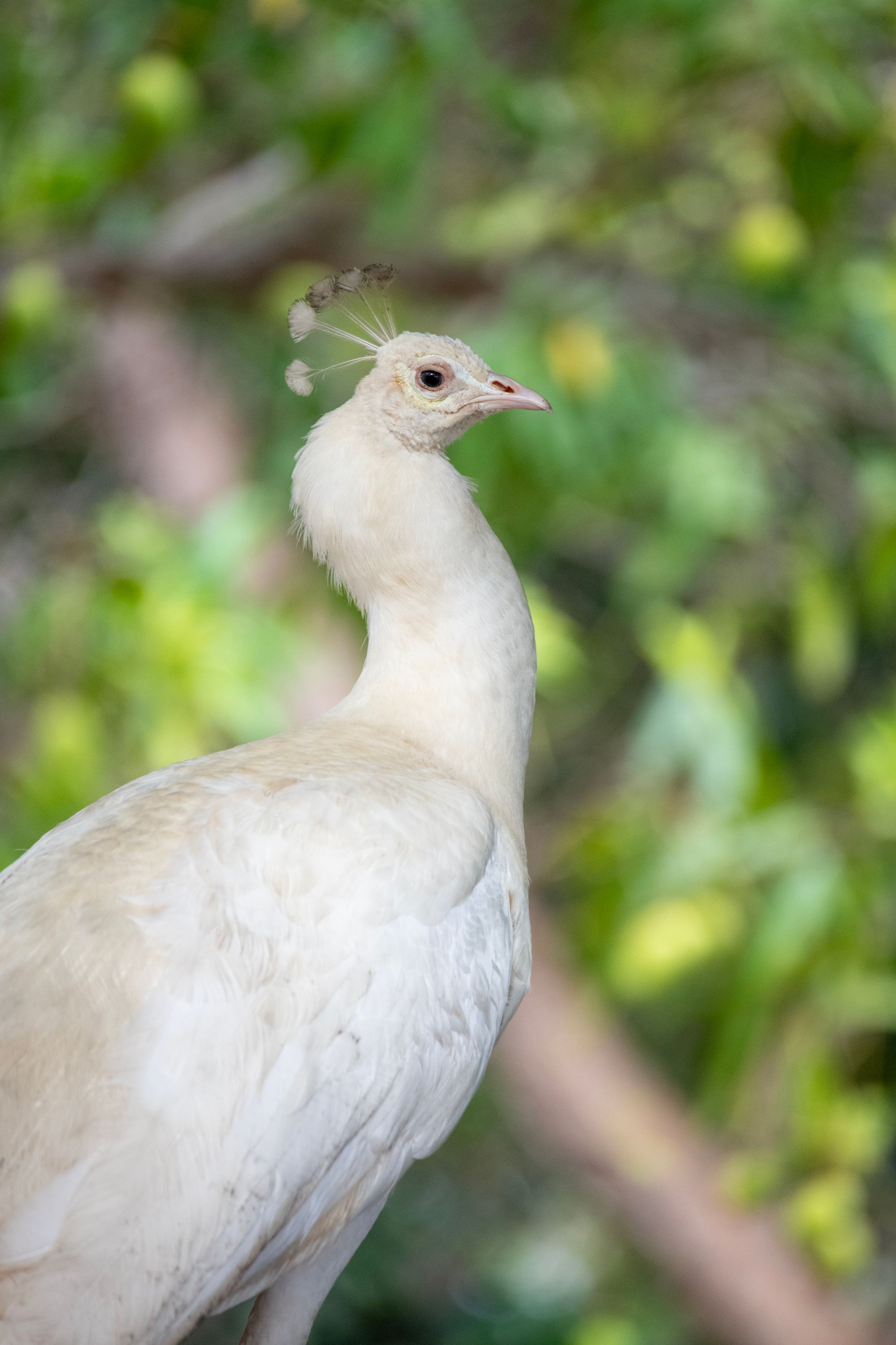 Elegant White Peacock in Lush Green Background · Free Stock Photo