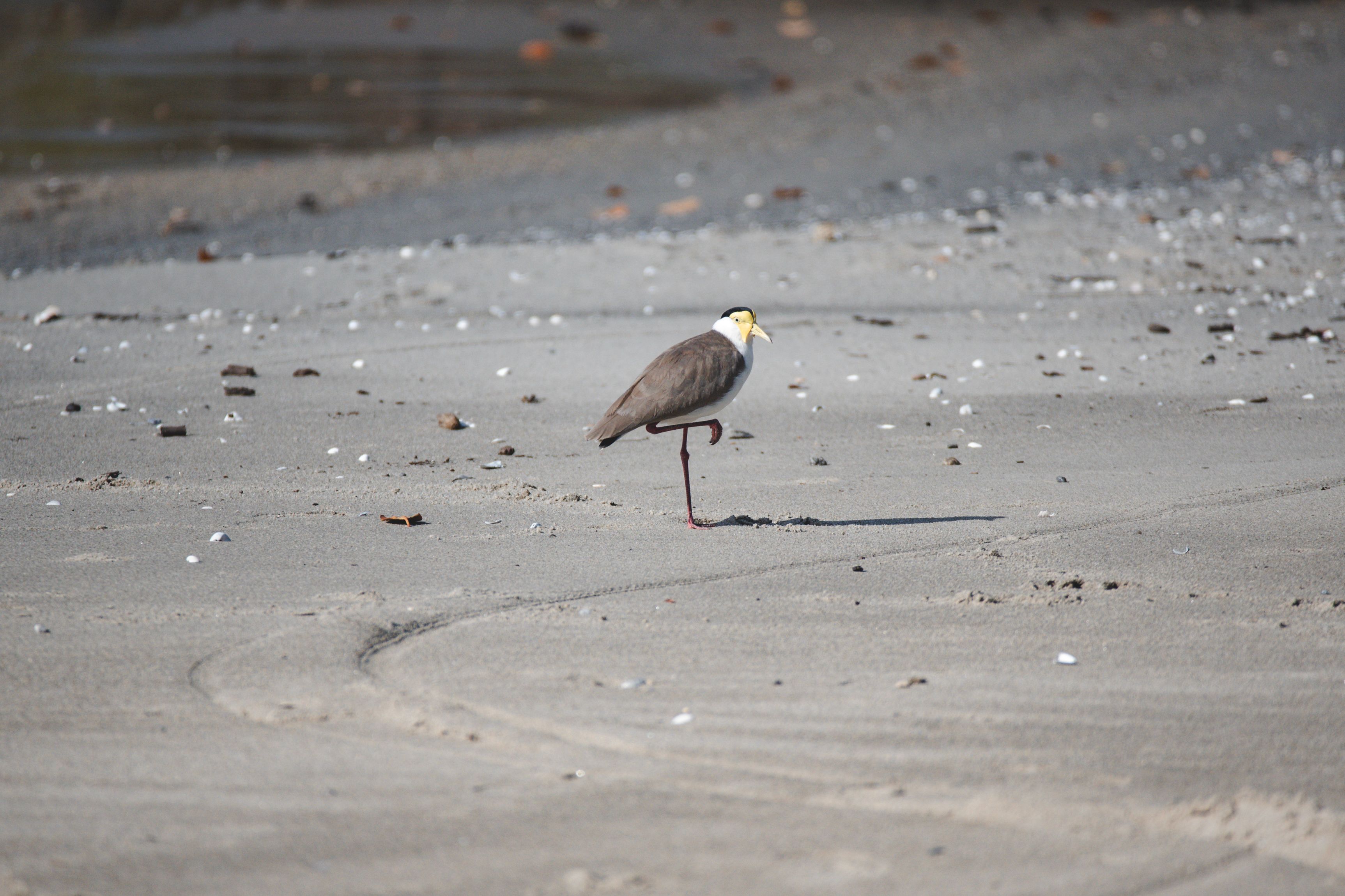 Solitary Bird on Sandy Beach in Natural Habitat · Free Stock Photo
