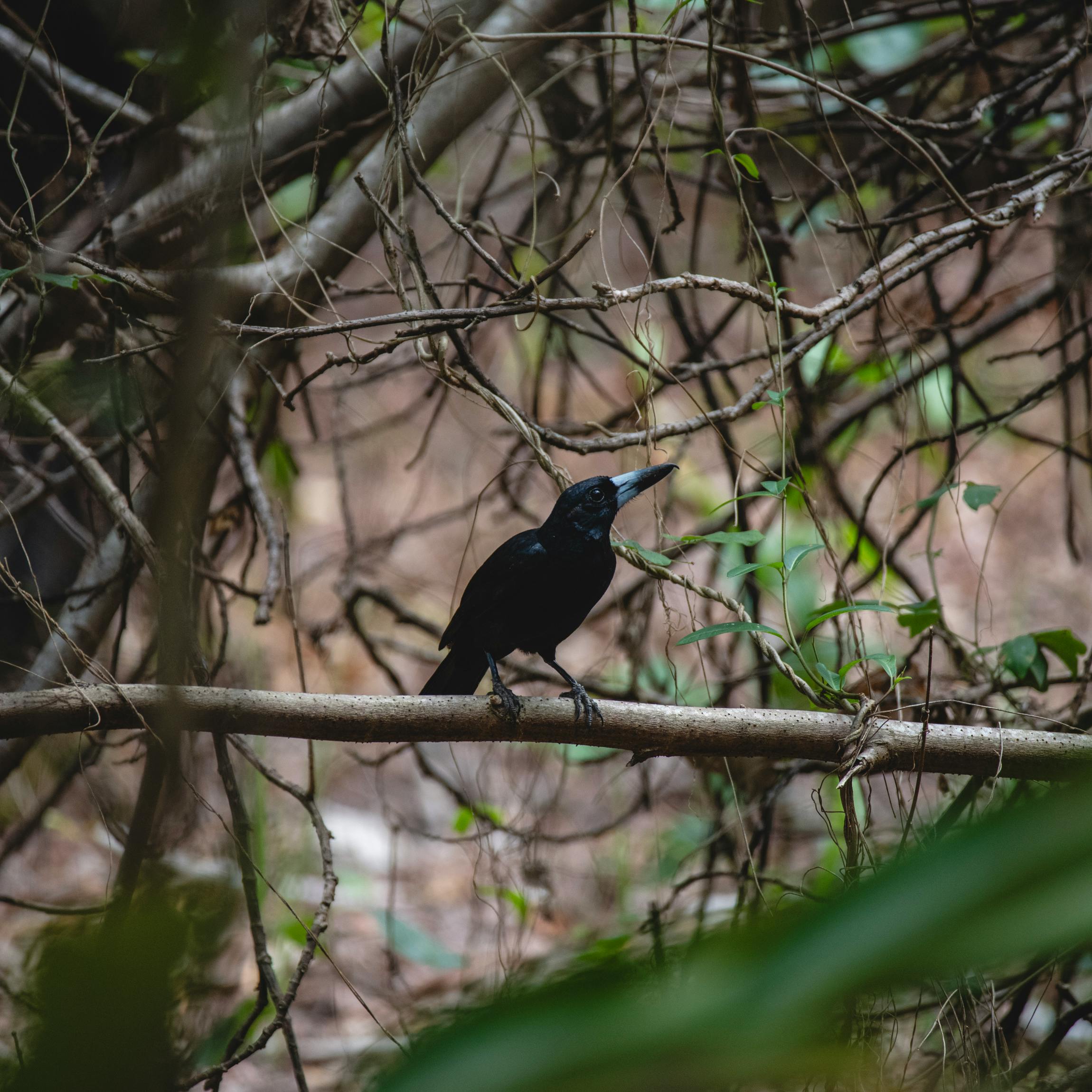 Bird Tangled Photos, Download The BEST Free Bird Tangled Stock Photos ...