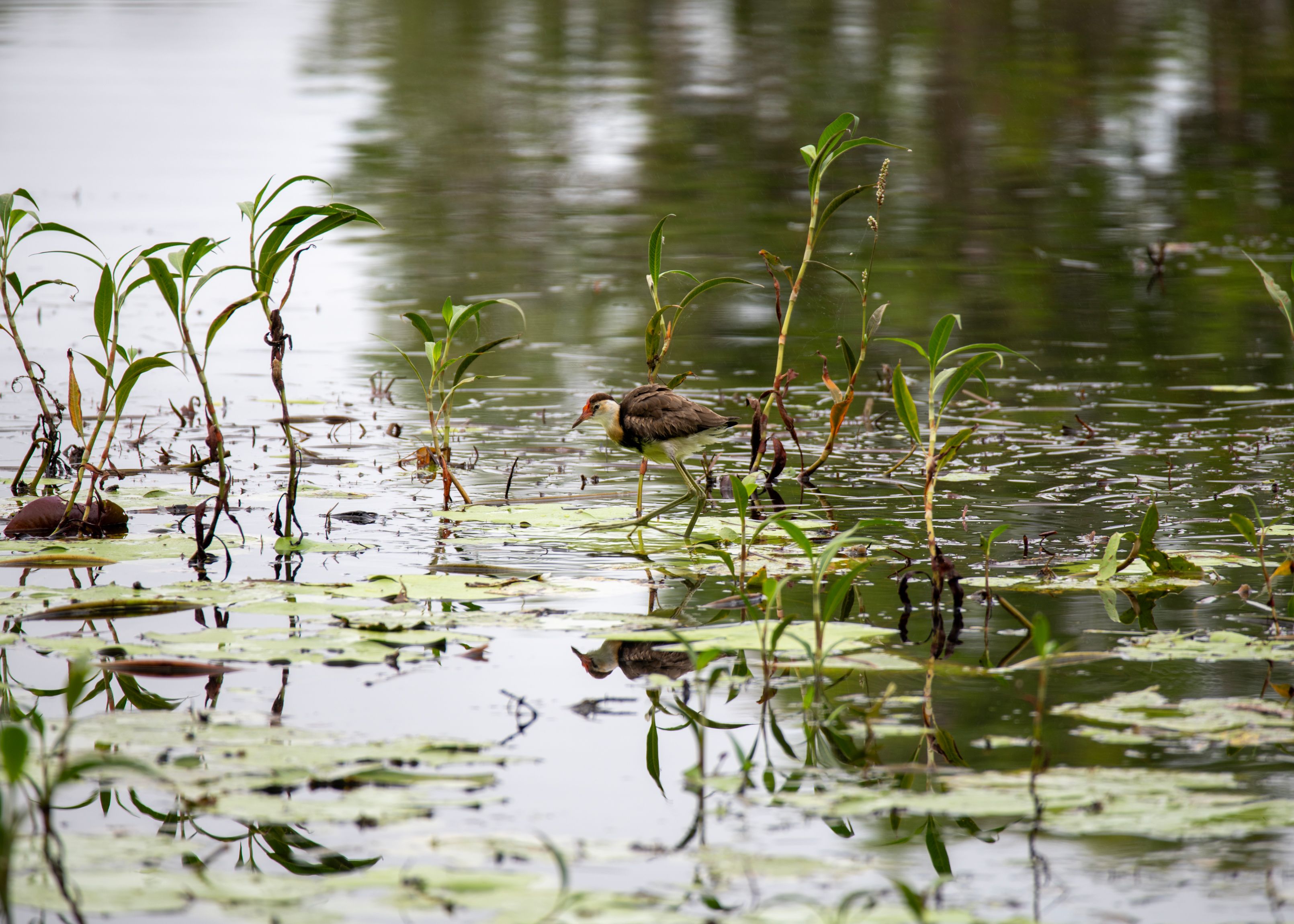 Sallsynt Swamp Photos, Download The BEST Free Sallsynt Swamp Stock ...