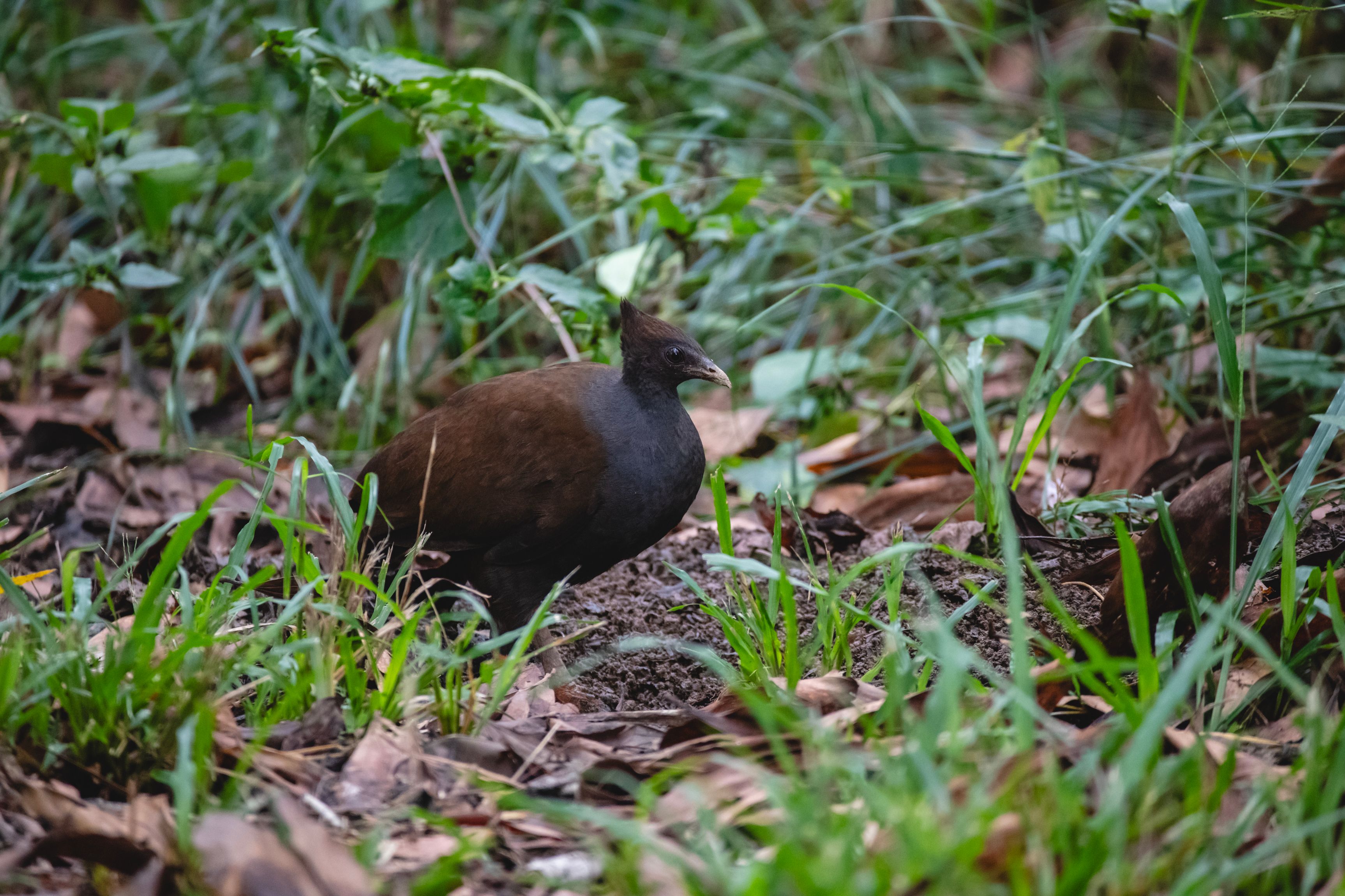 Australian Native Bird in Lush Greenery · Free Stock Photo