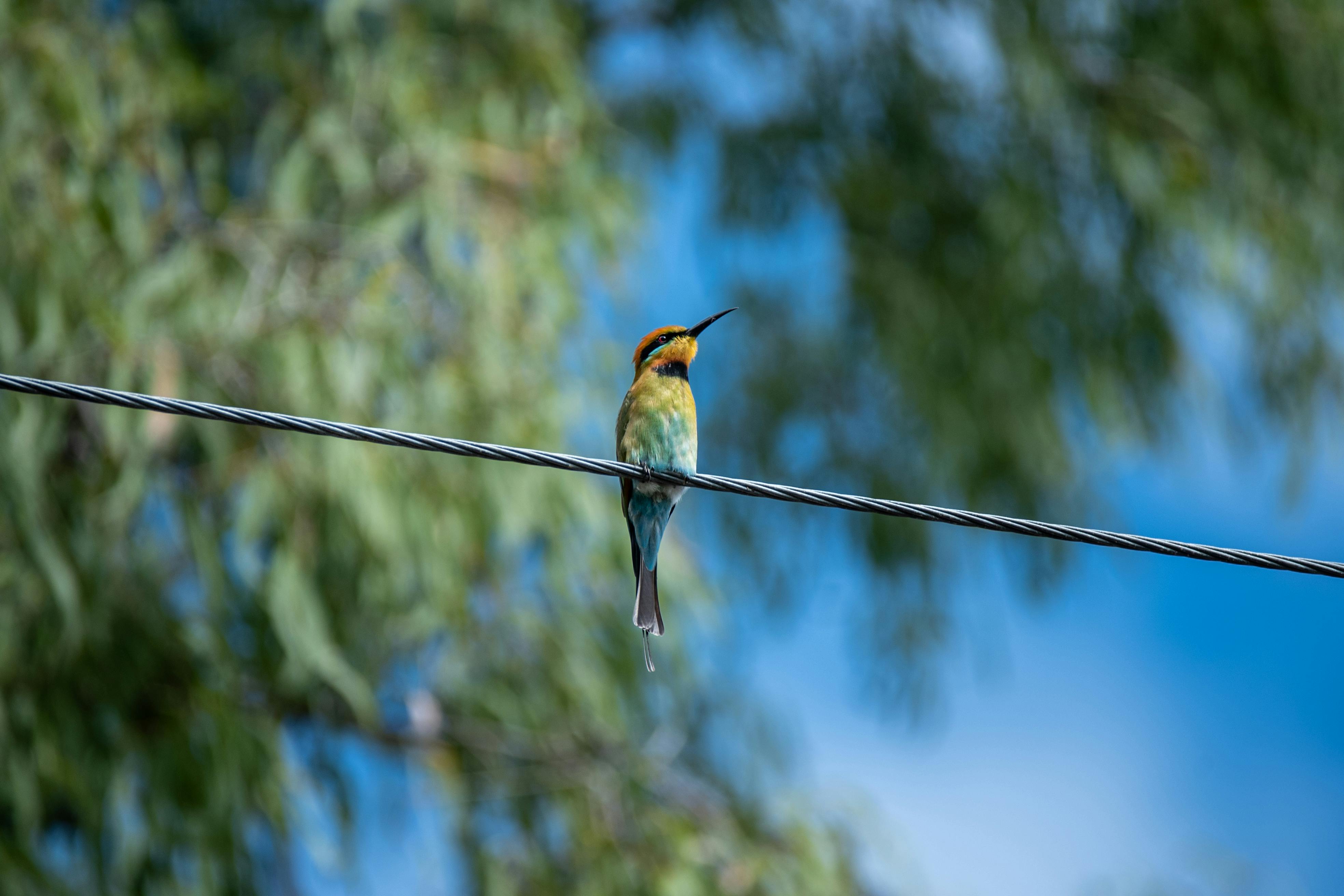 Spring Wings Photos, Download The BEST Free Spring Wings Stock Photos ...