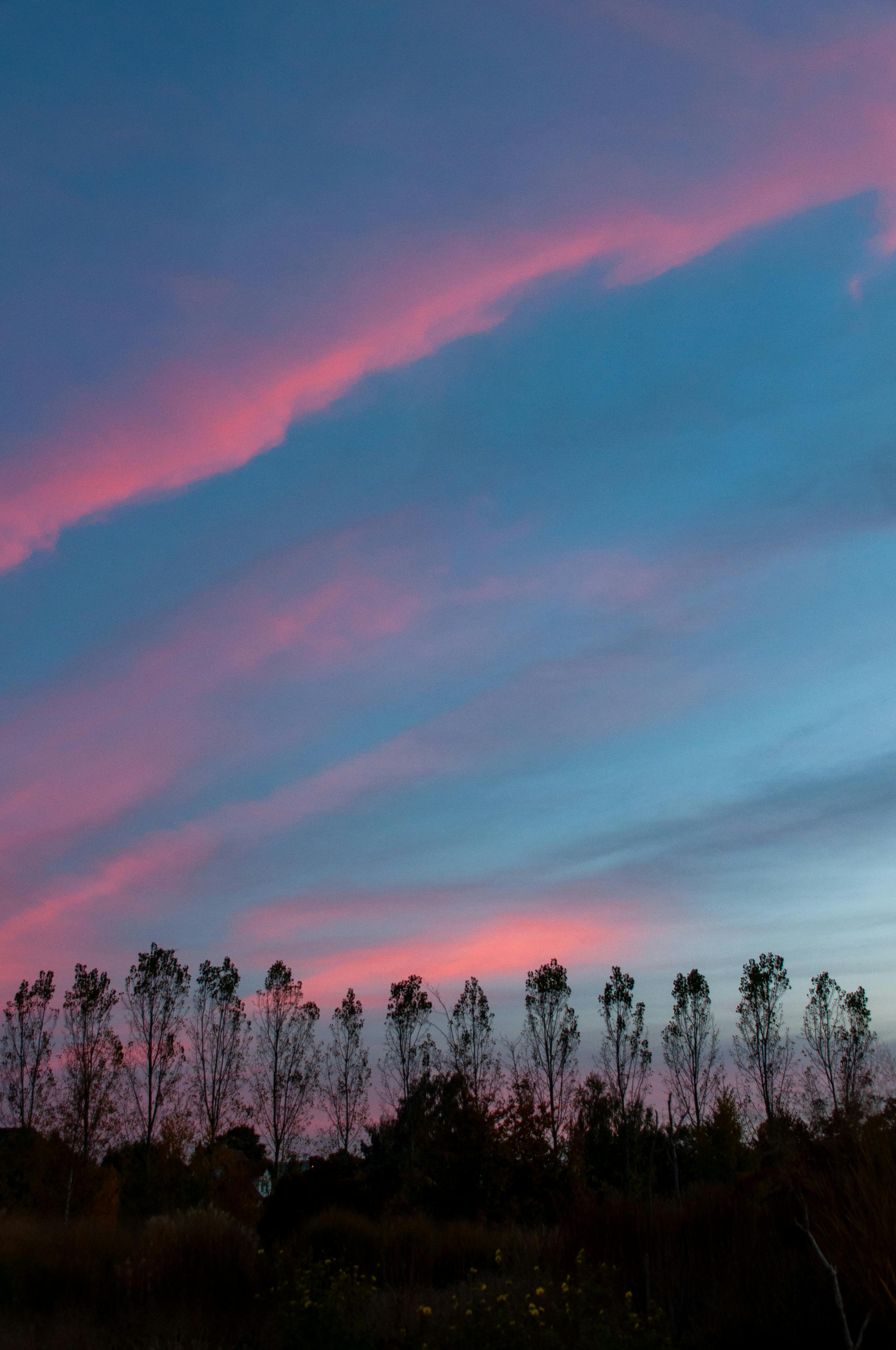 Serene Sunset Over a Tree-Lined Horizon · Free Stock Photo