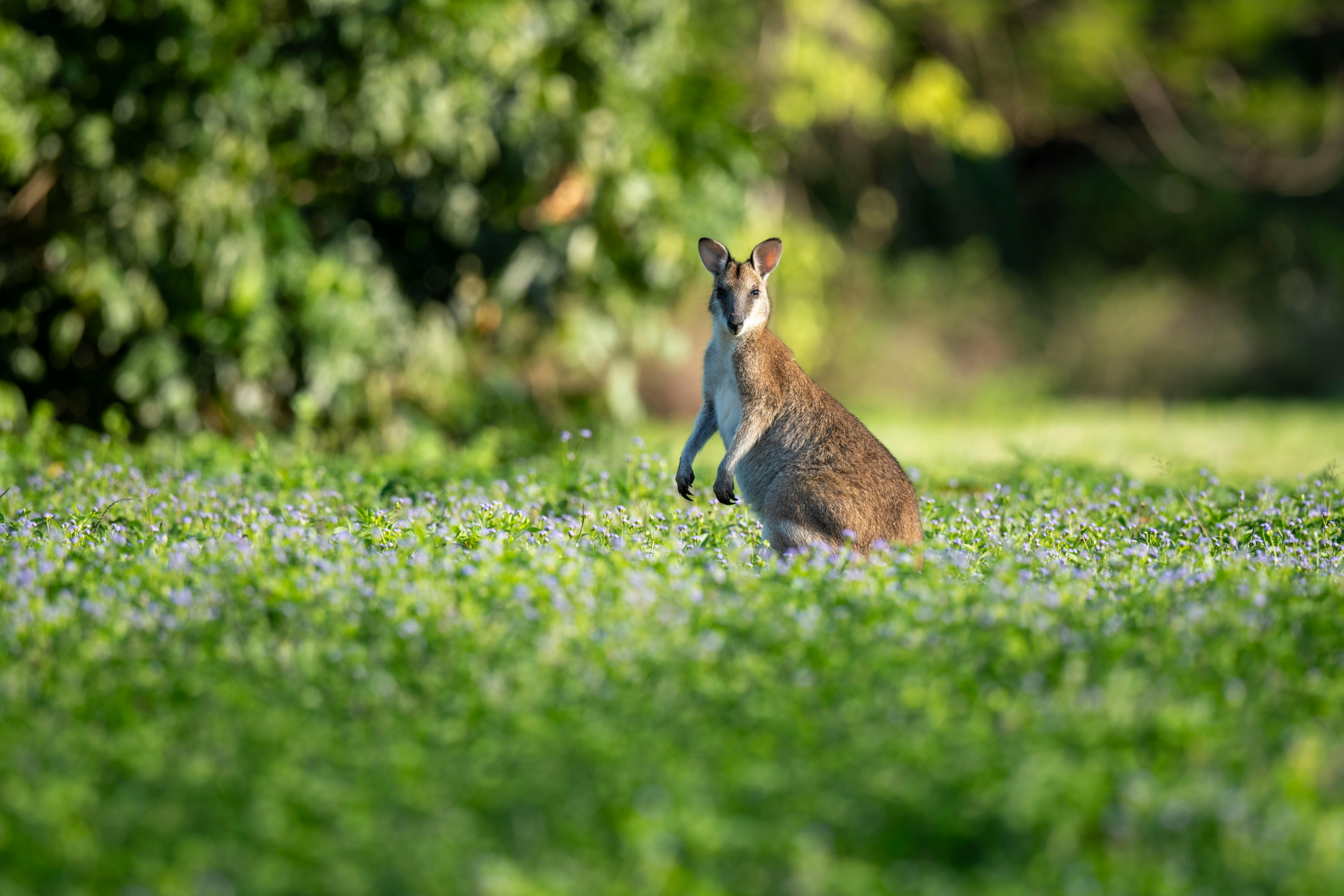 Kangaroo in a Vibrant Green Field with Flowers · Free Stock Photo