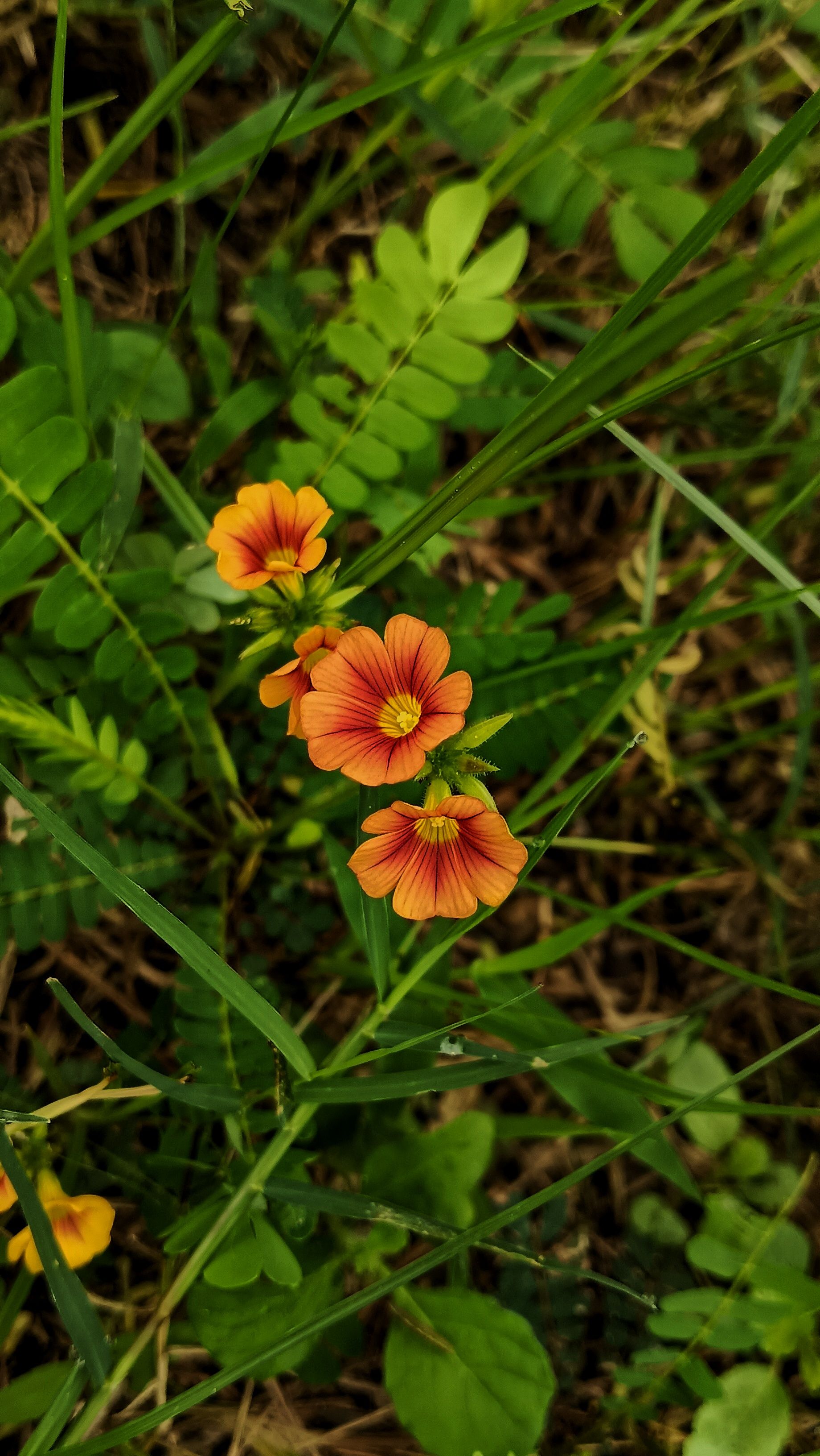 Vibrant Orange Wildflowers in Lush Greenery · Free Stock Photo