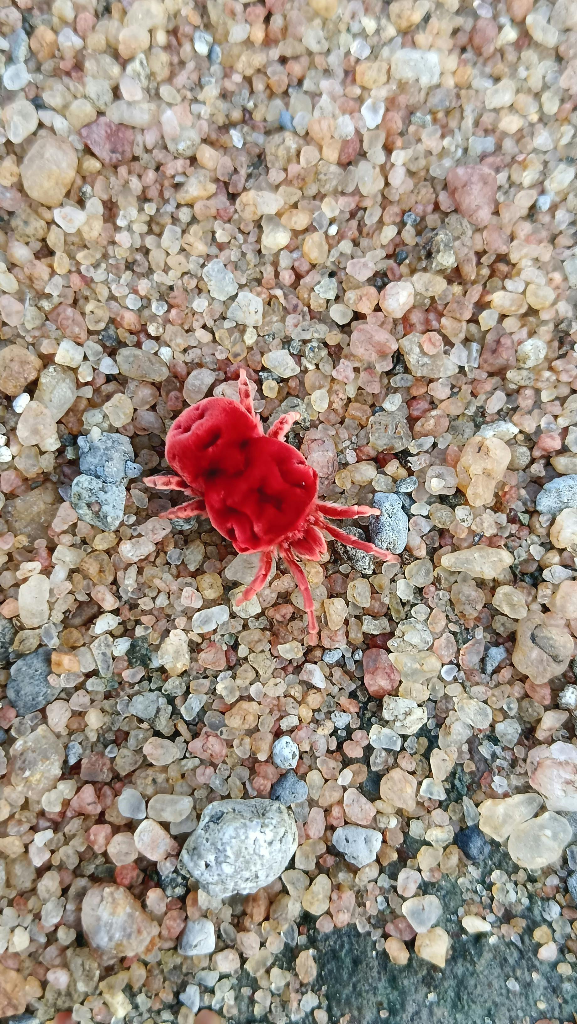 Bright Red Velvet Mite on a Sandy Surface · Free Stock Photo