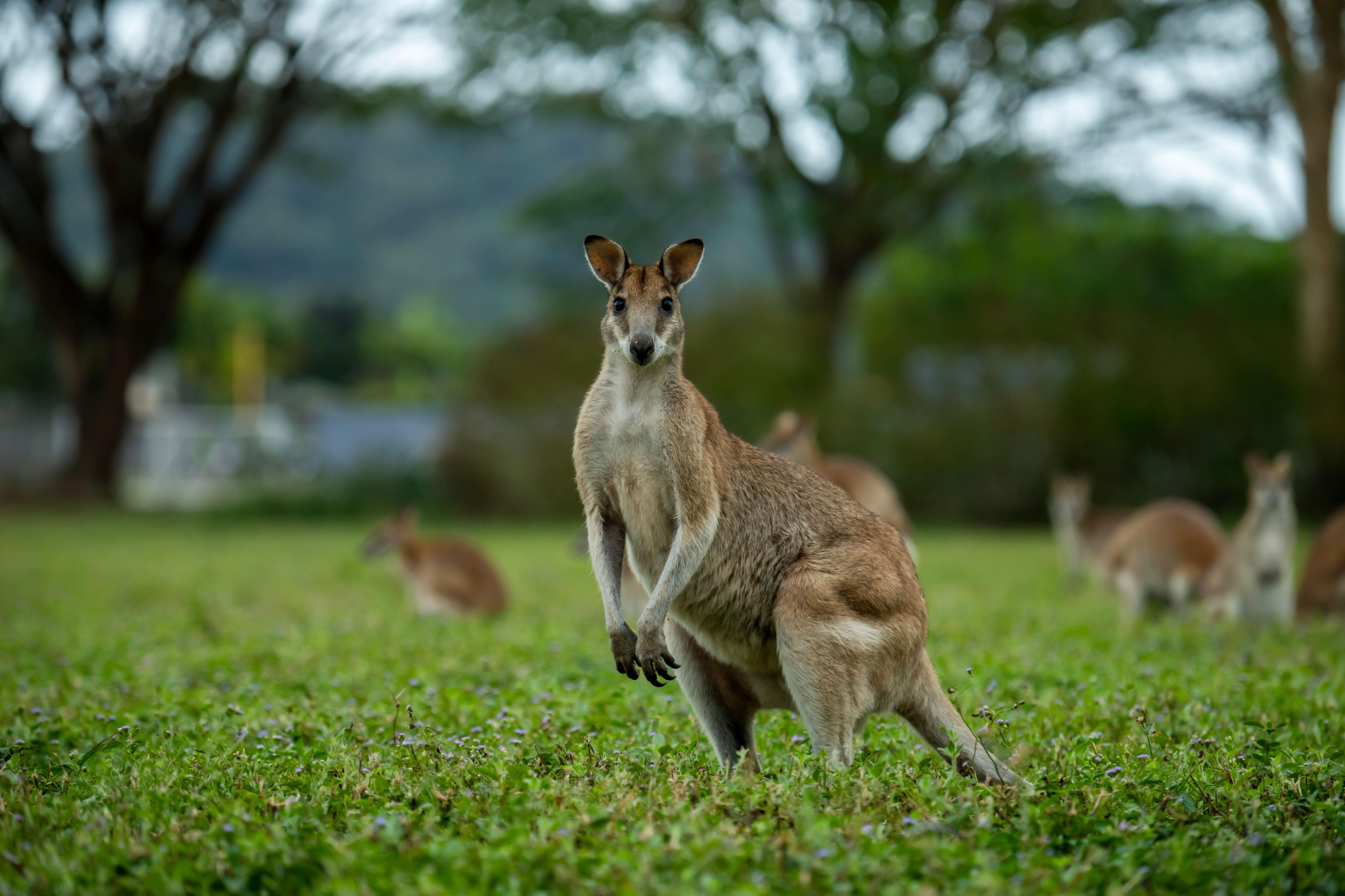 Kangaroo Grassland Photos, Download The BEST Free Kangaroo Grassland ...