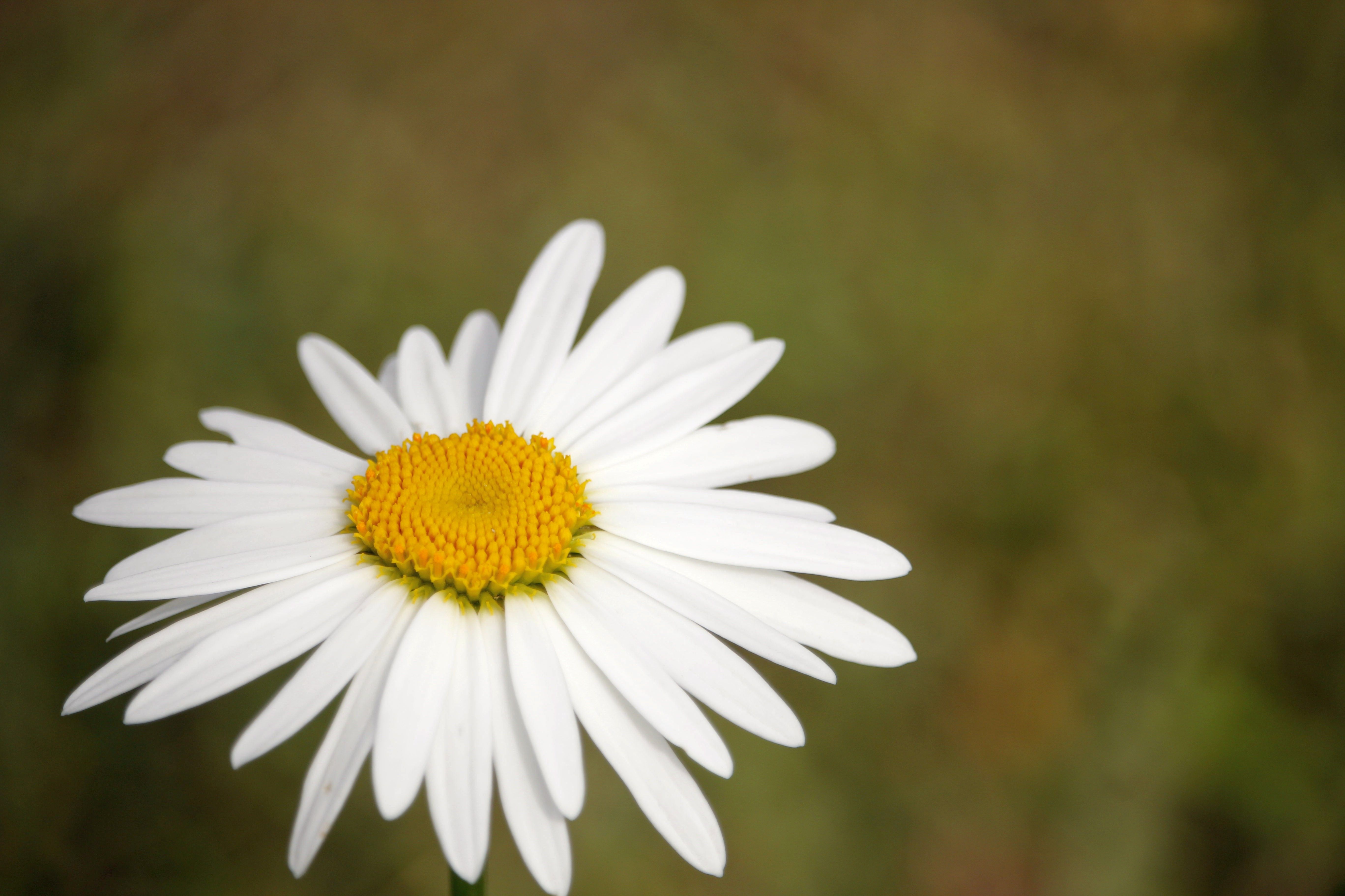 Close-Up of a Daisy Flower in Guaratuba, Brazil · Free Stock Photo
