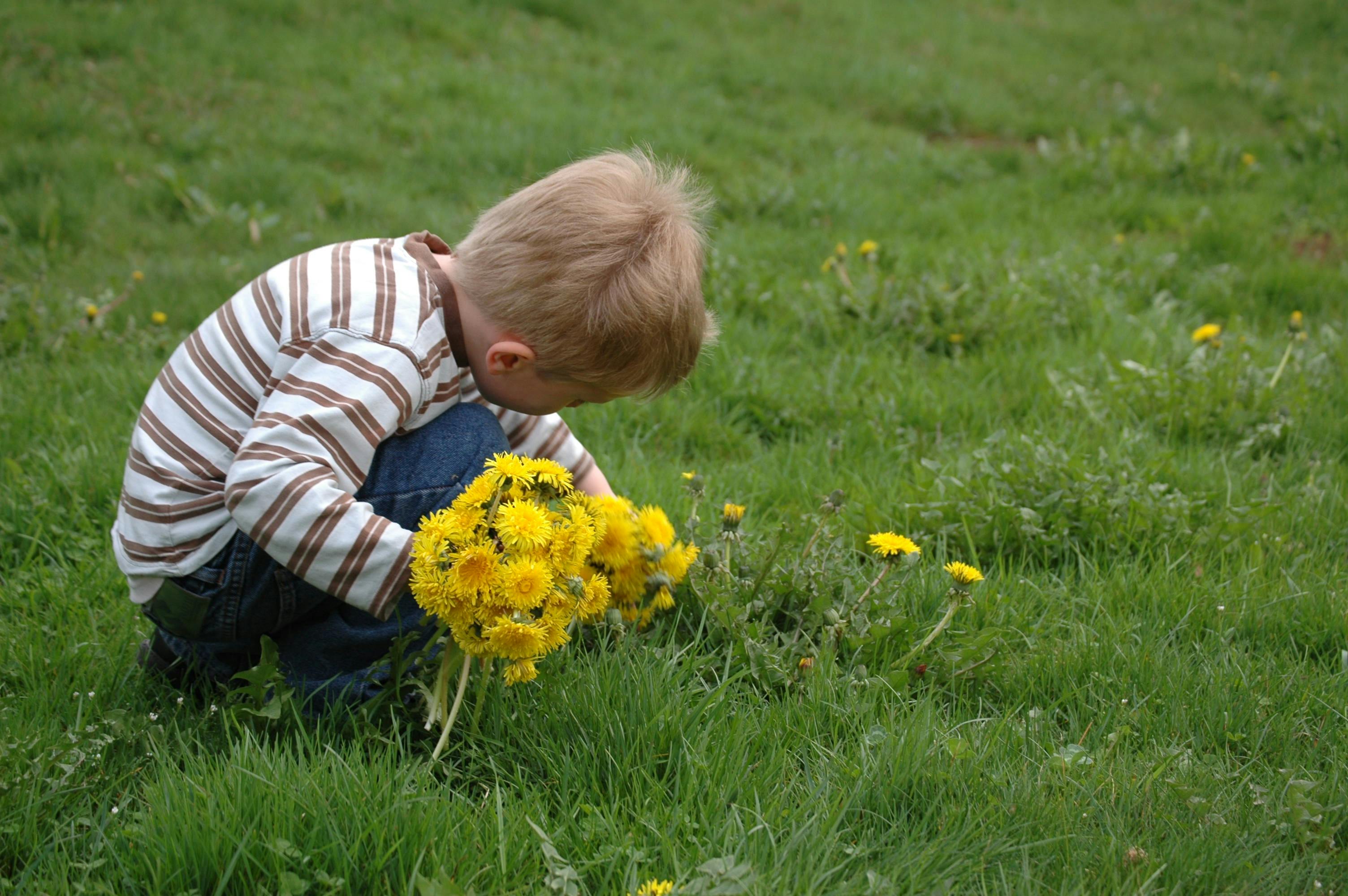 A Little Boy Picking Dandelions on a Field · Free Stock Photo
