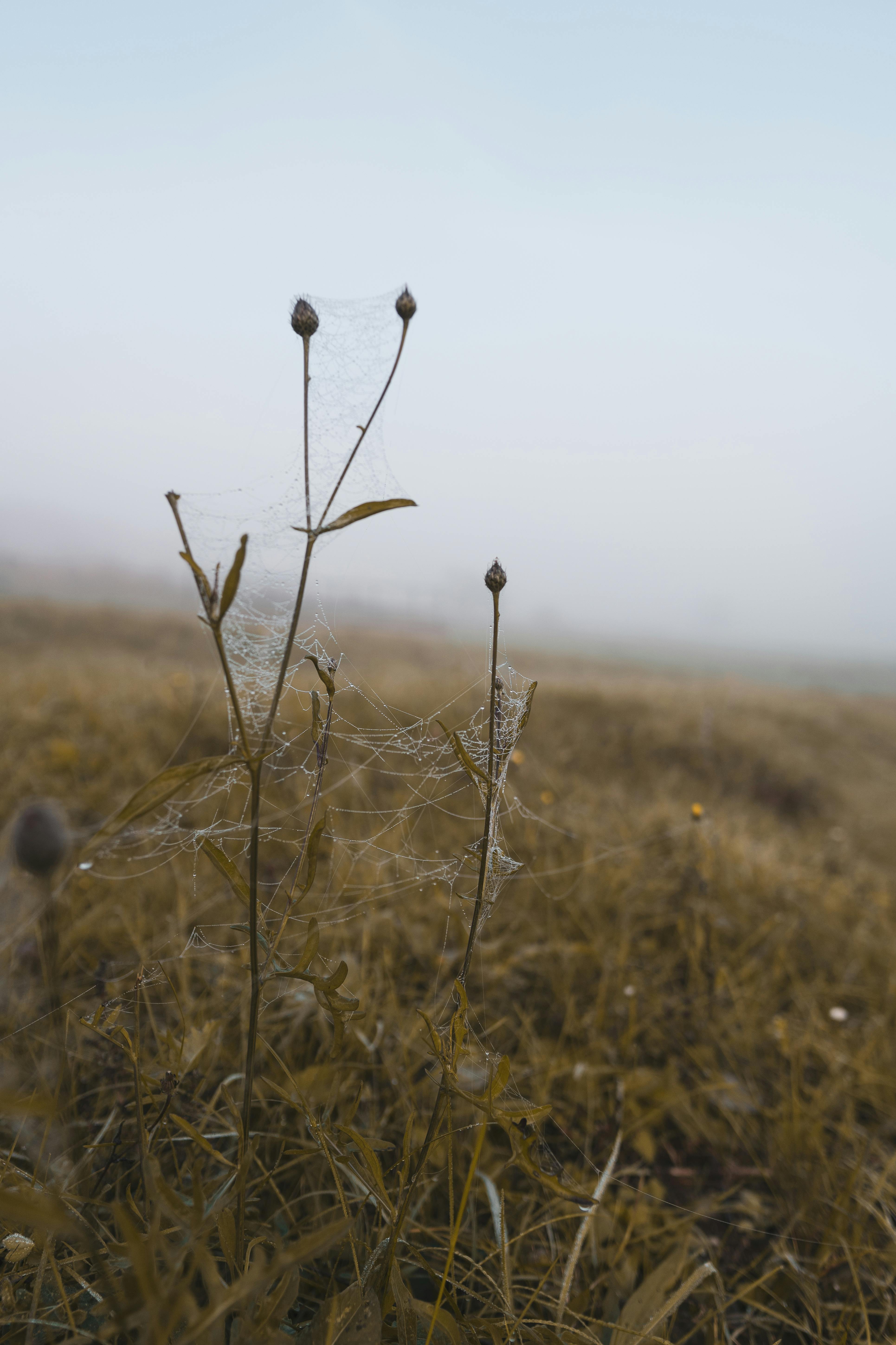 Webbed Plants Photos, Download The BEST Free Webbed Plants Stock Photos ...