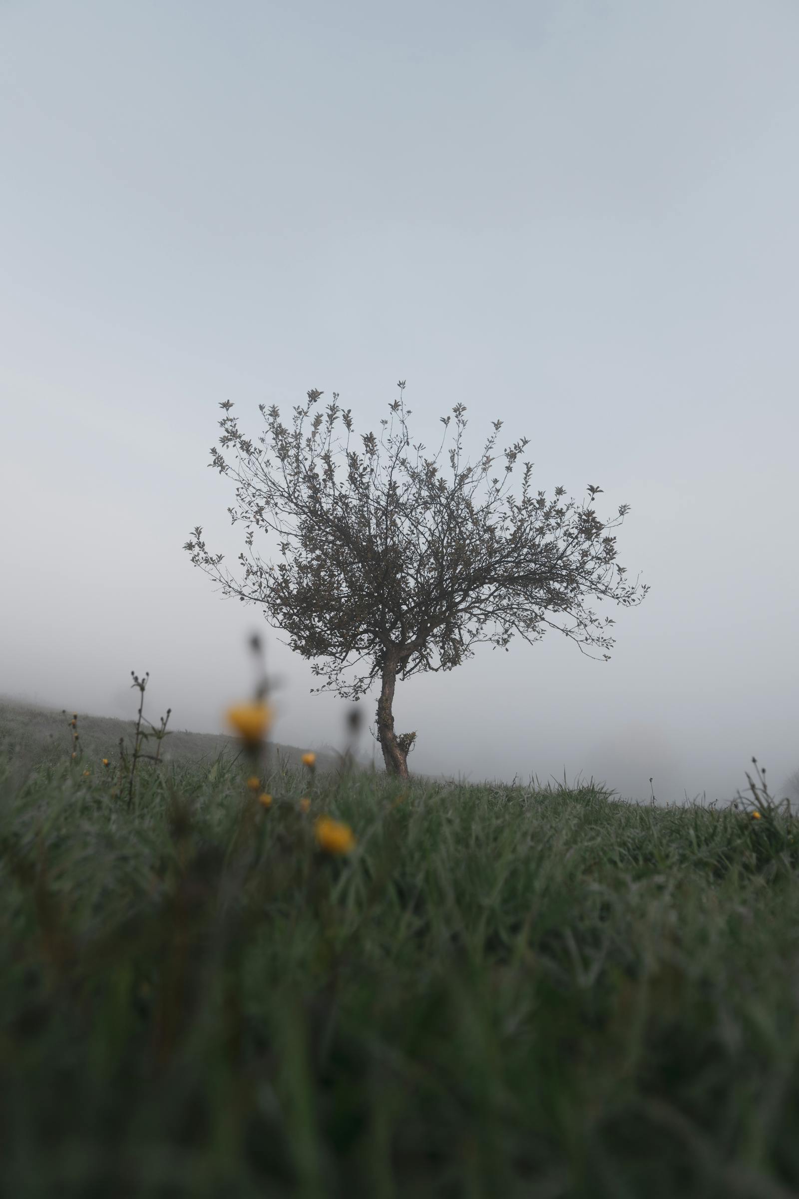 Tree Seedlings Photos, Download The BEST Free Tree Seedlings Stock ...