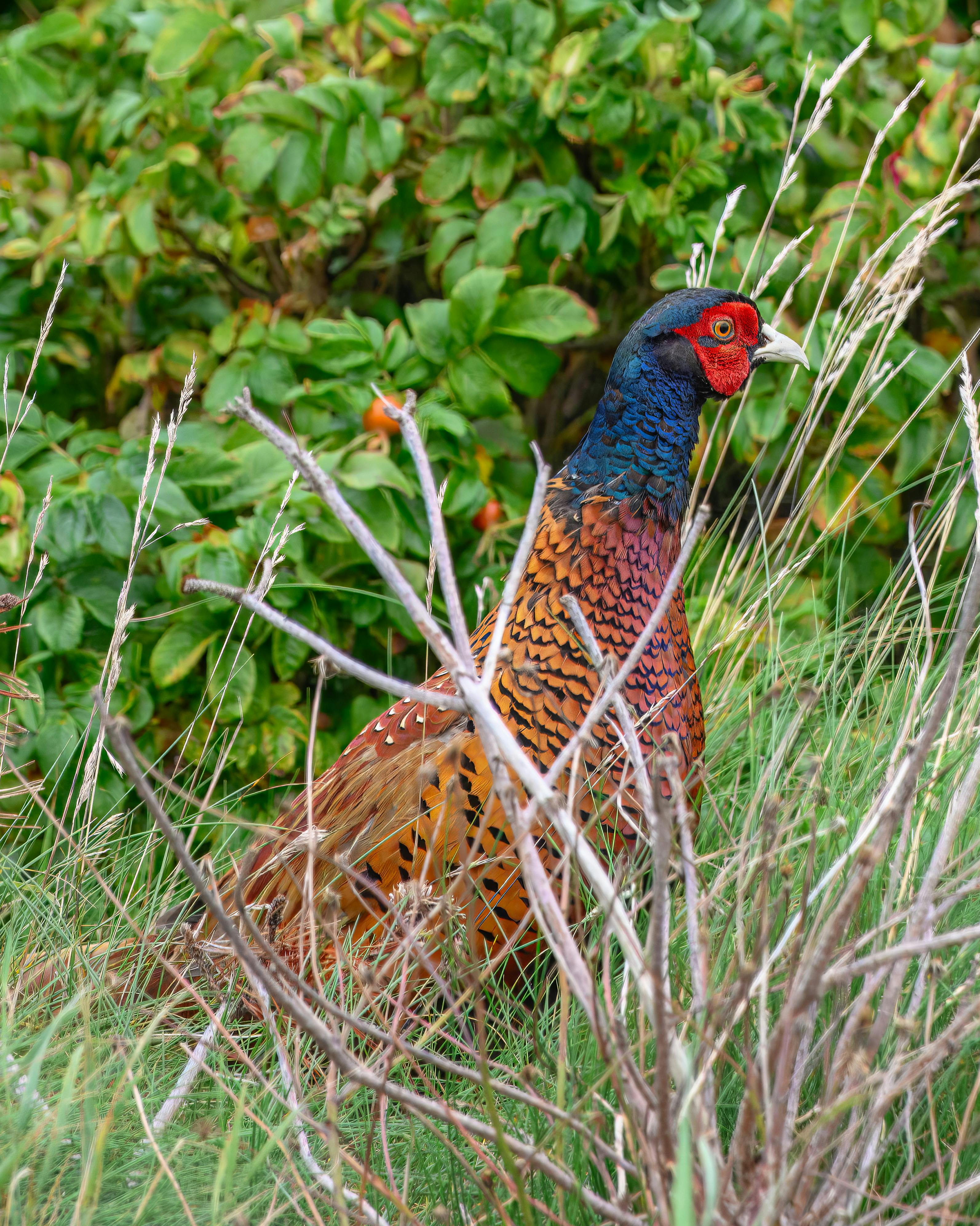 Faisan De Colchide Vivant Dans Son Habitat Naturel · Photo gratuite