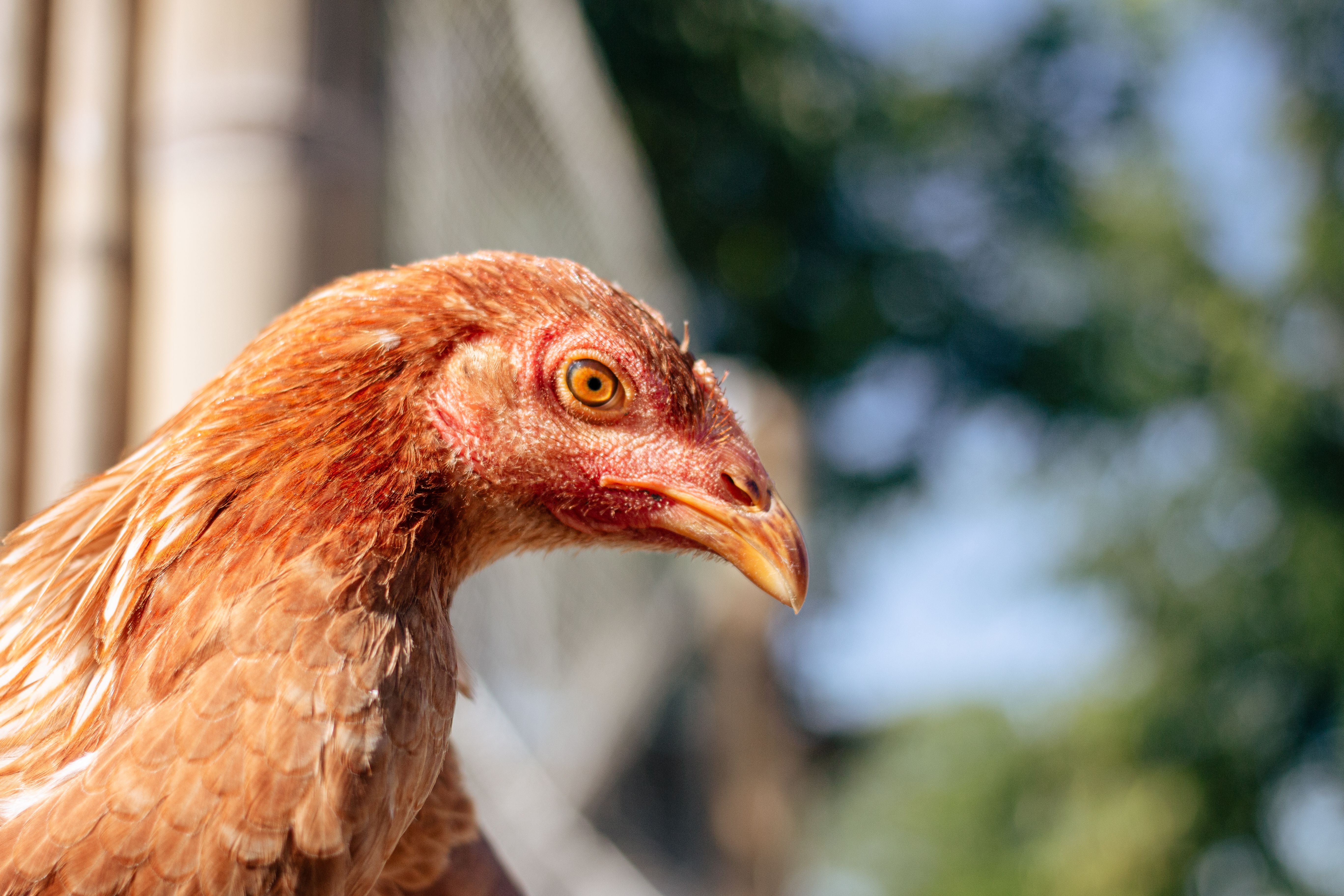 Poultry Portrait Photos, Download The BEST Free Poultry Portrait Stock ...