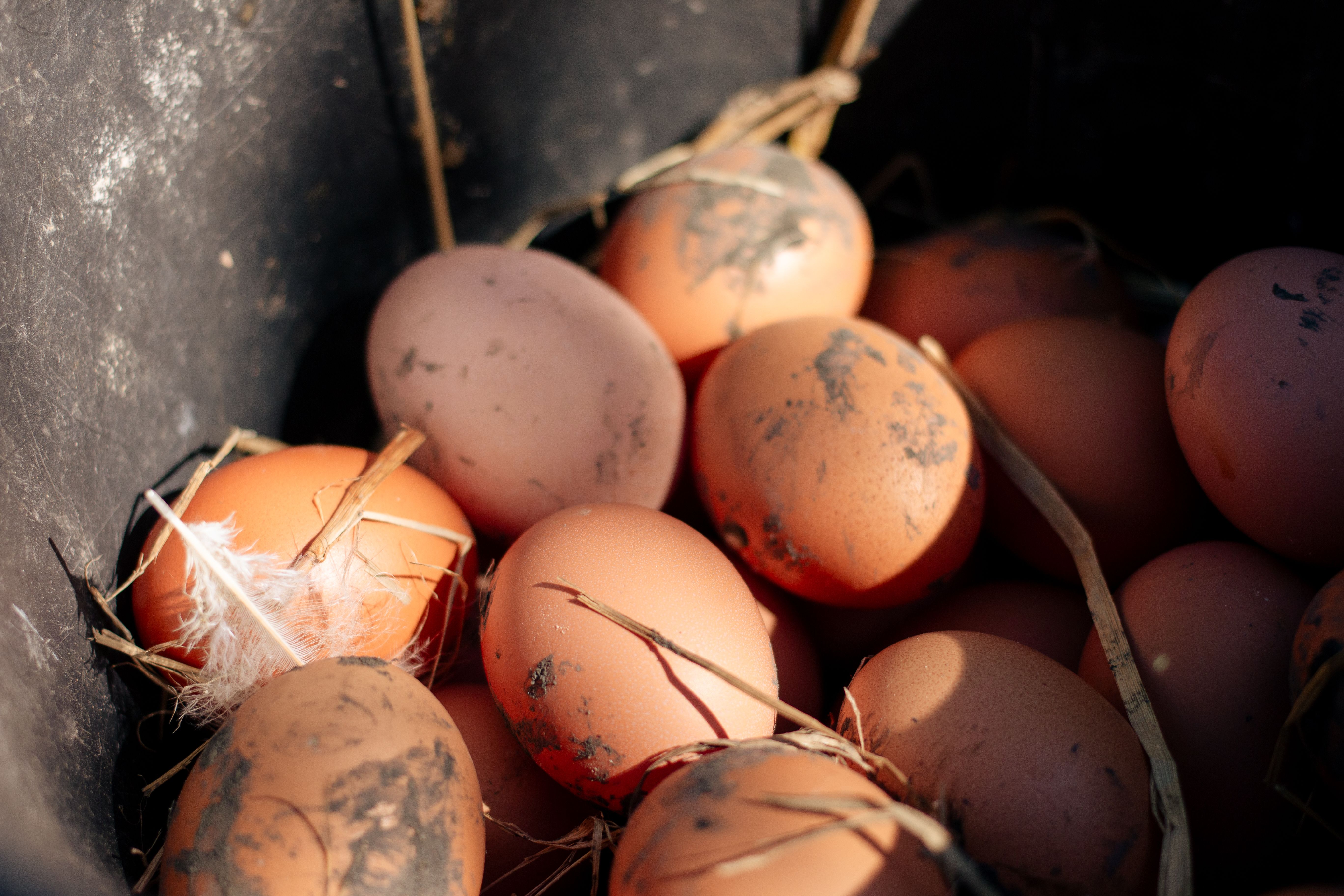 Fresh Farm Eggs with Natural Imperfections · Free Stock Photo