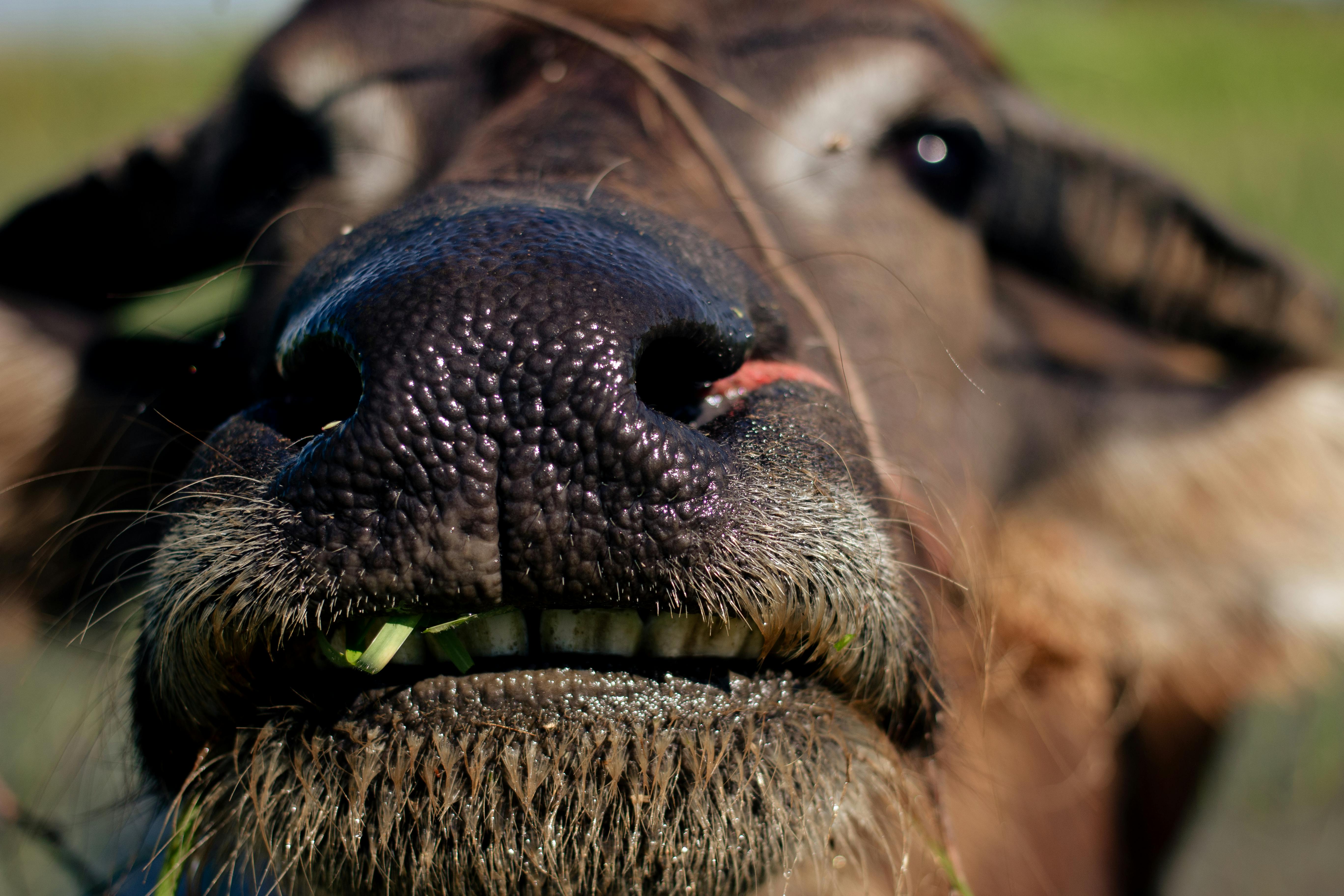 Close-up of a Water Buffalo's Nose in Nature · Free Stock Photo