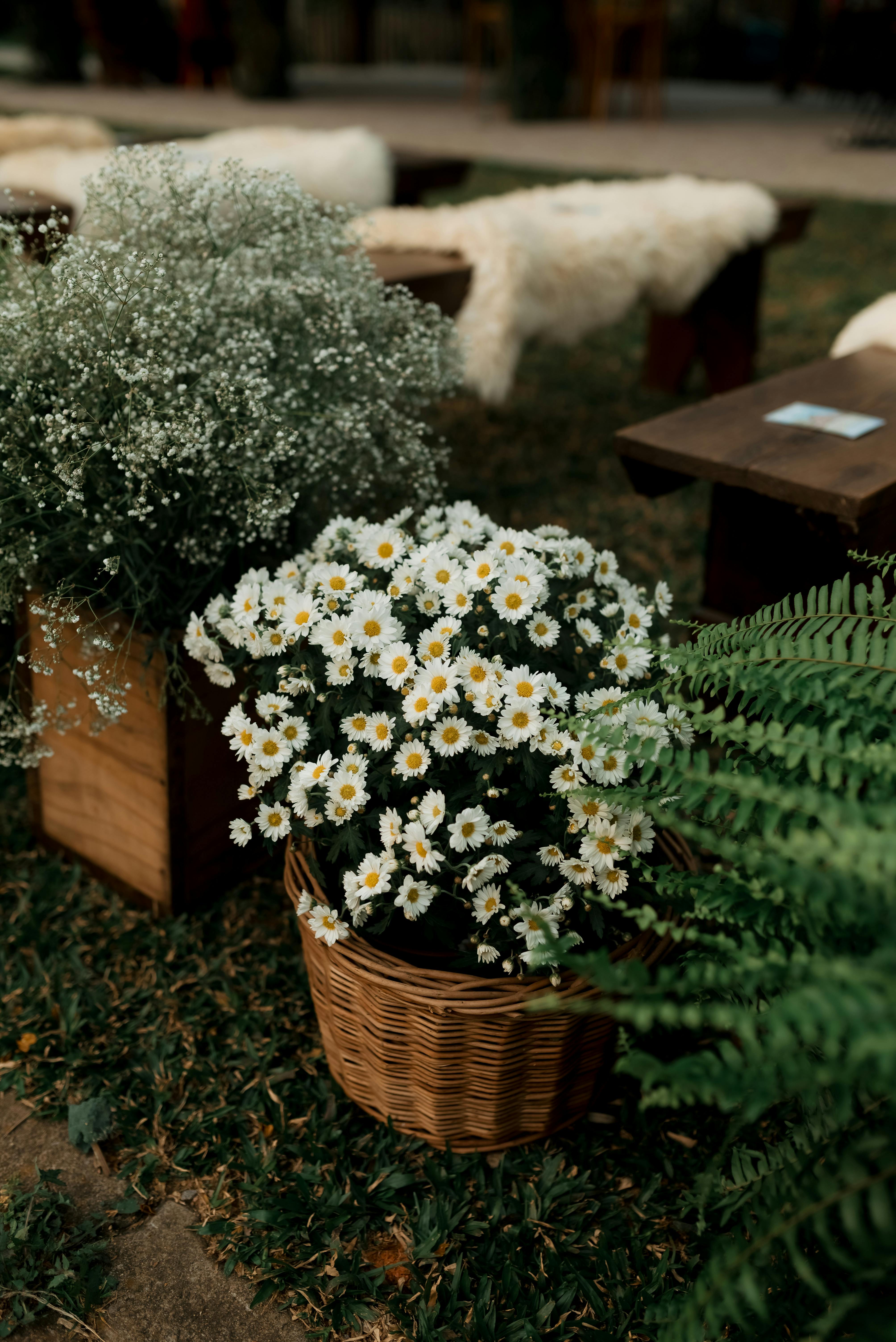 Rustic Outdoor Setting with Daisies and Ferns · Free Stock Photo