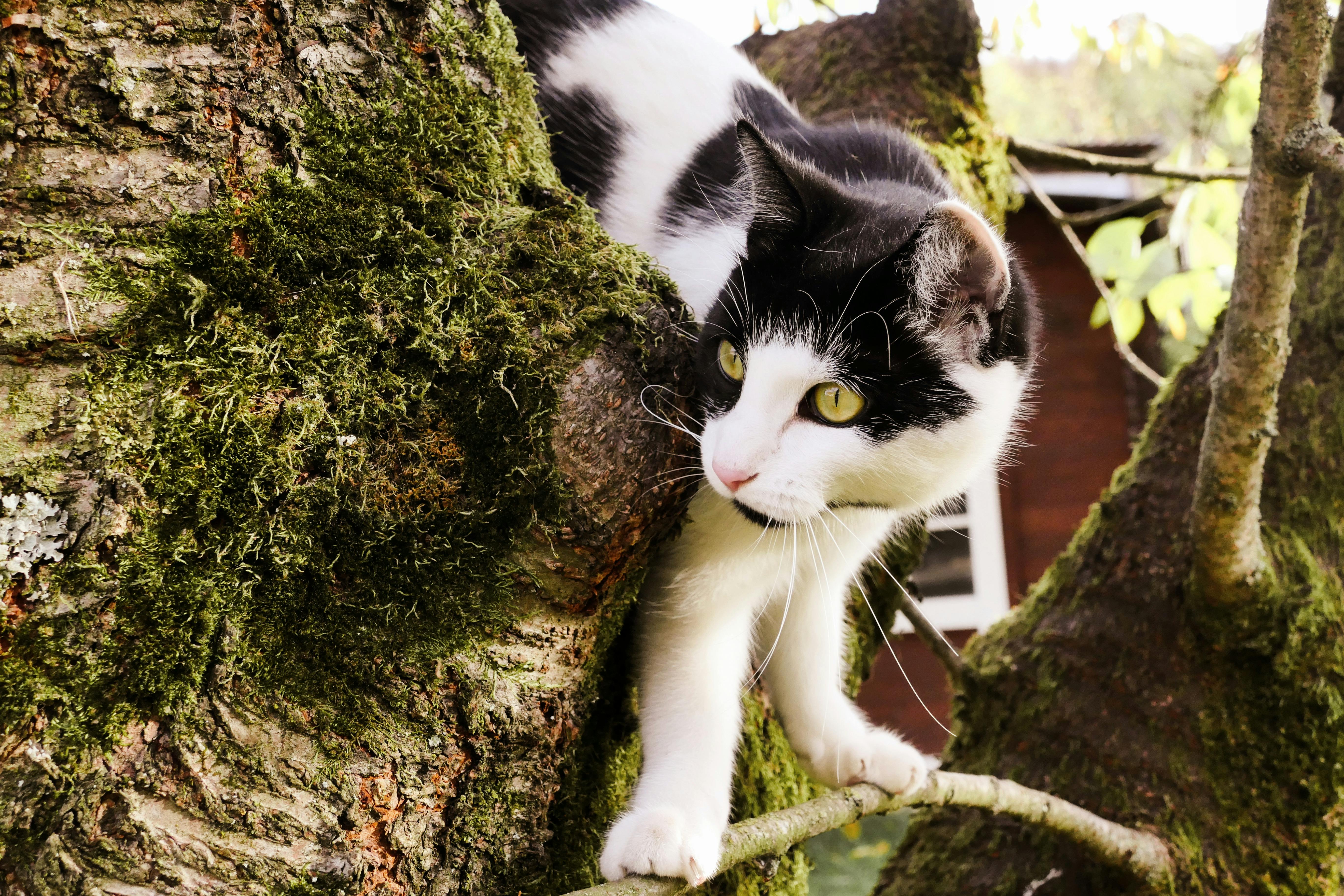 Playful Black and White Cat Climbing a Mossy Tree · Free Stock Photo