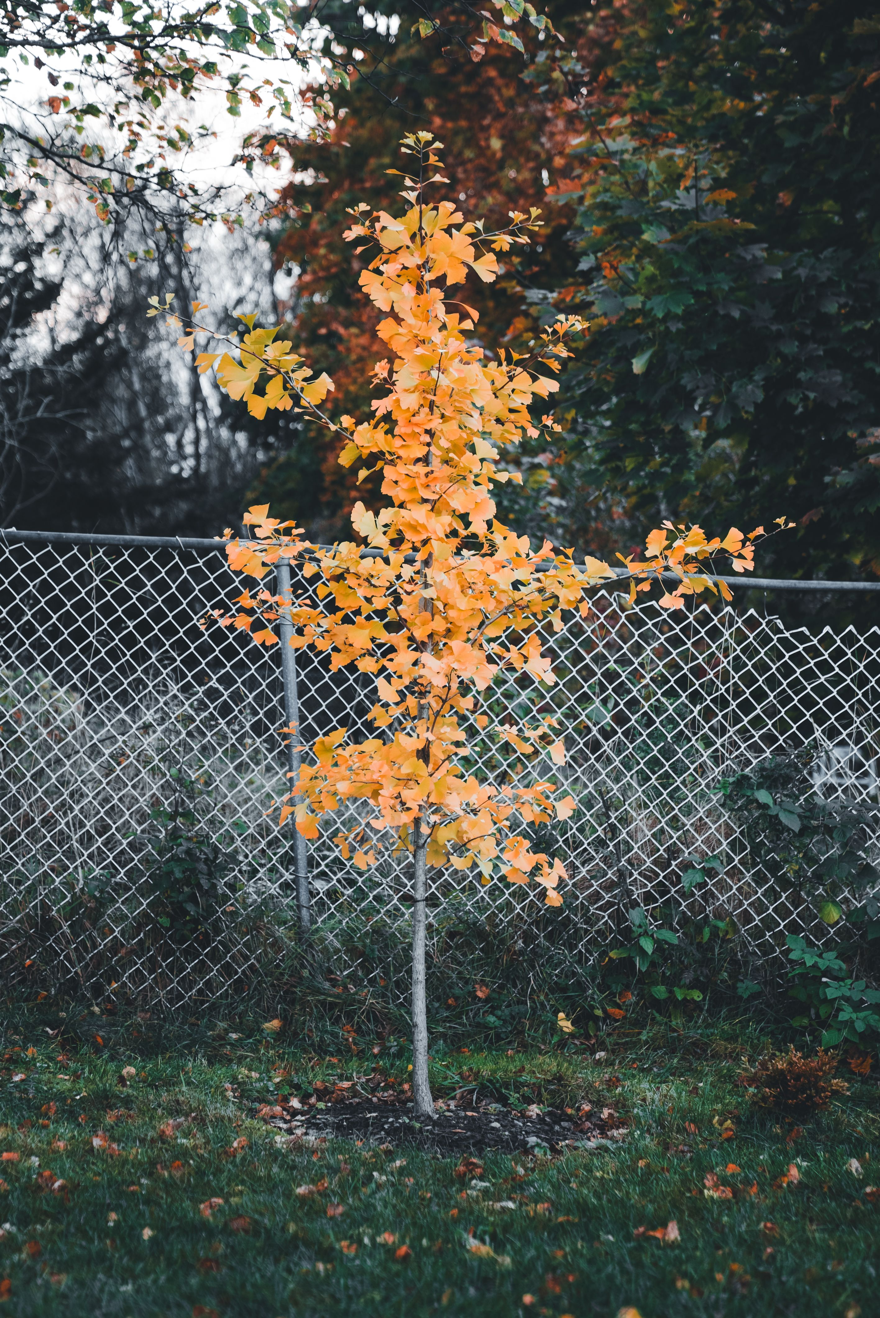 Vibrant Autumn Tree Against Chain-link Fence · Free Stock Photo
