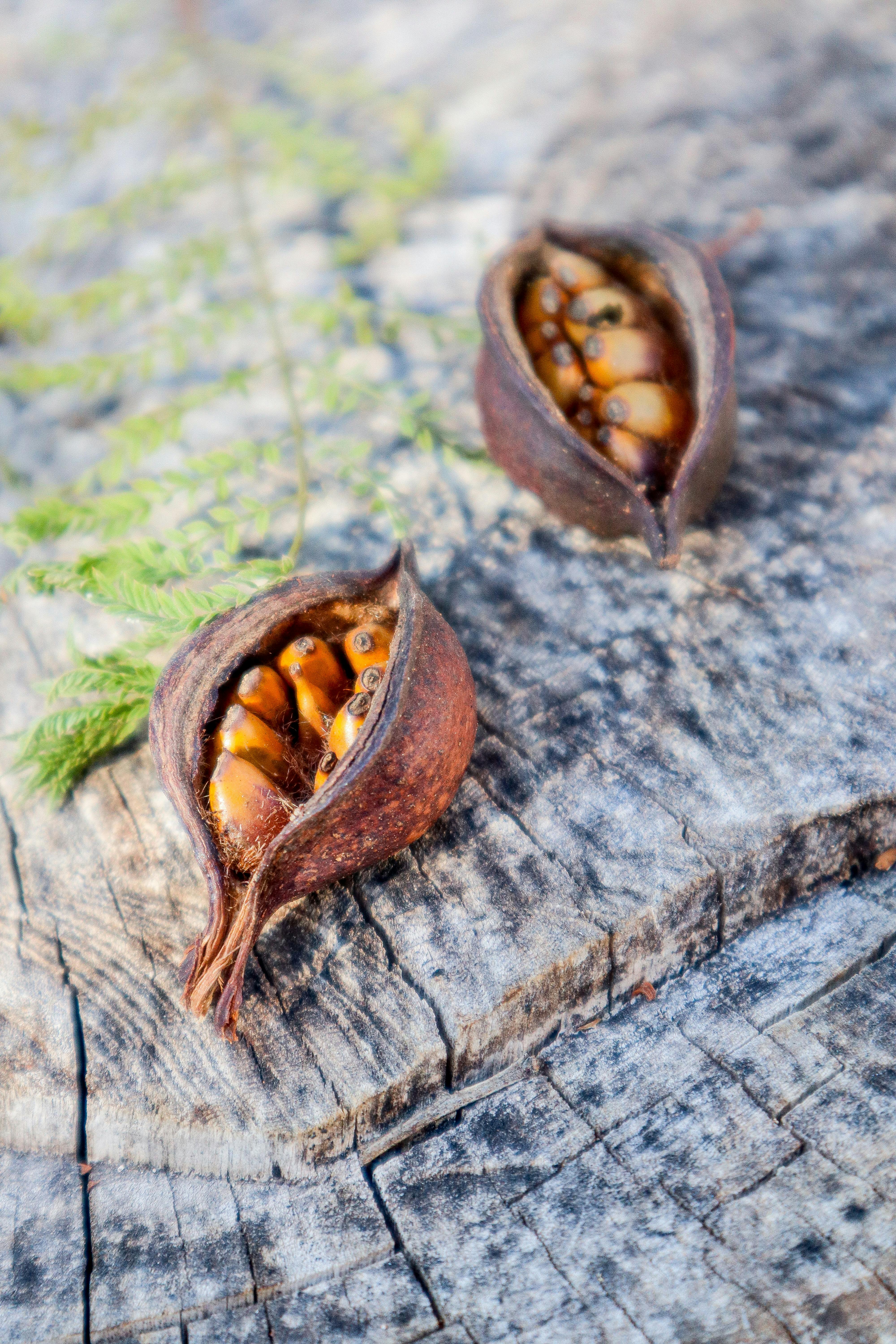 Nature's Details: Seed Pods on Rustic Wood · Free Stock Photo