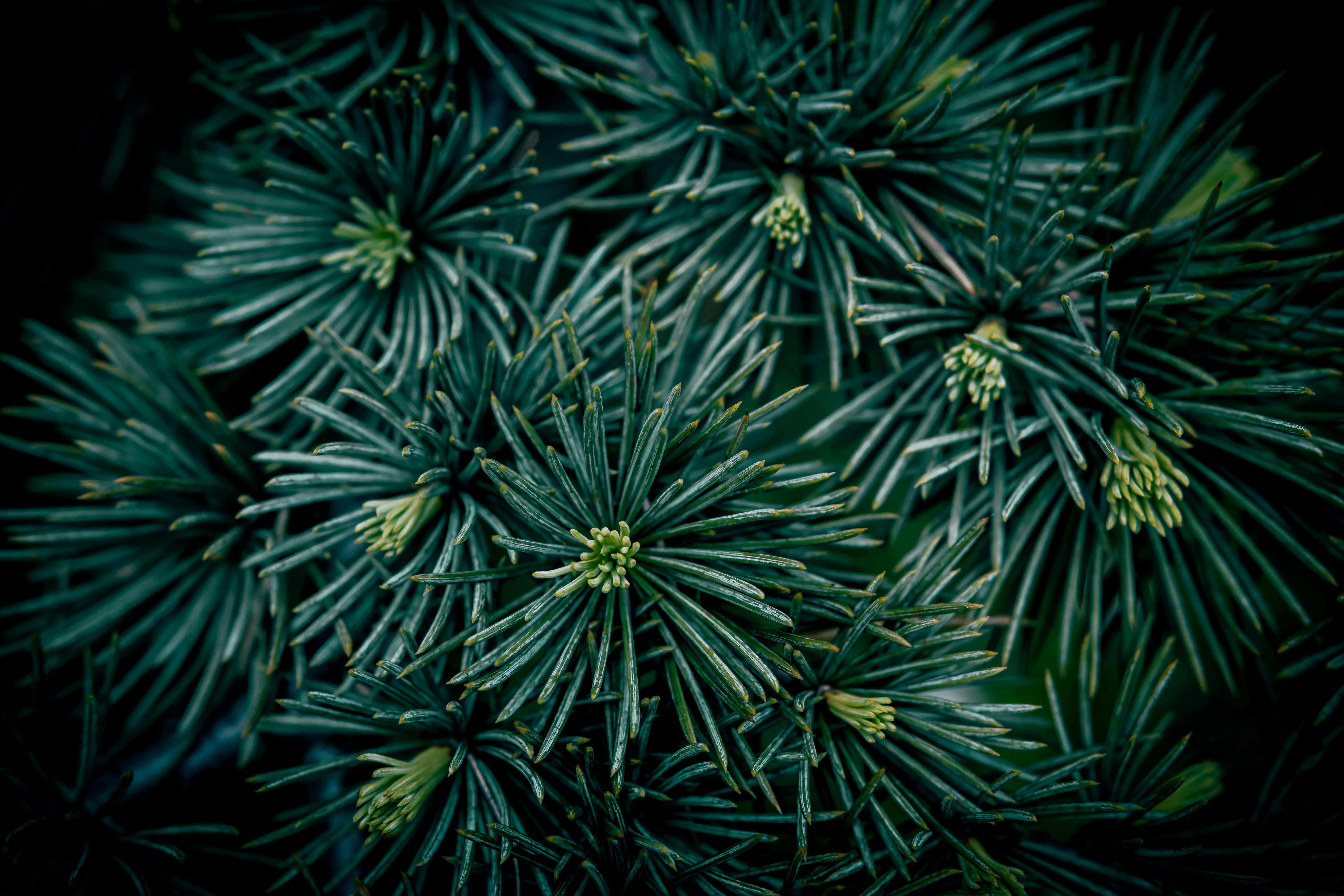 Cedar Mantle Photos, Download The BEST Free Cedar Mantle Stock Photos ...