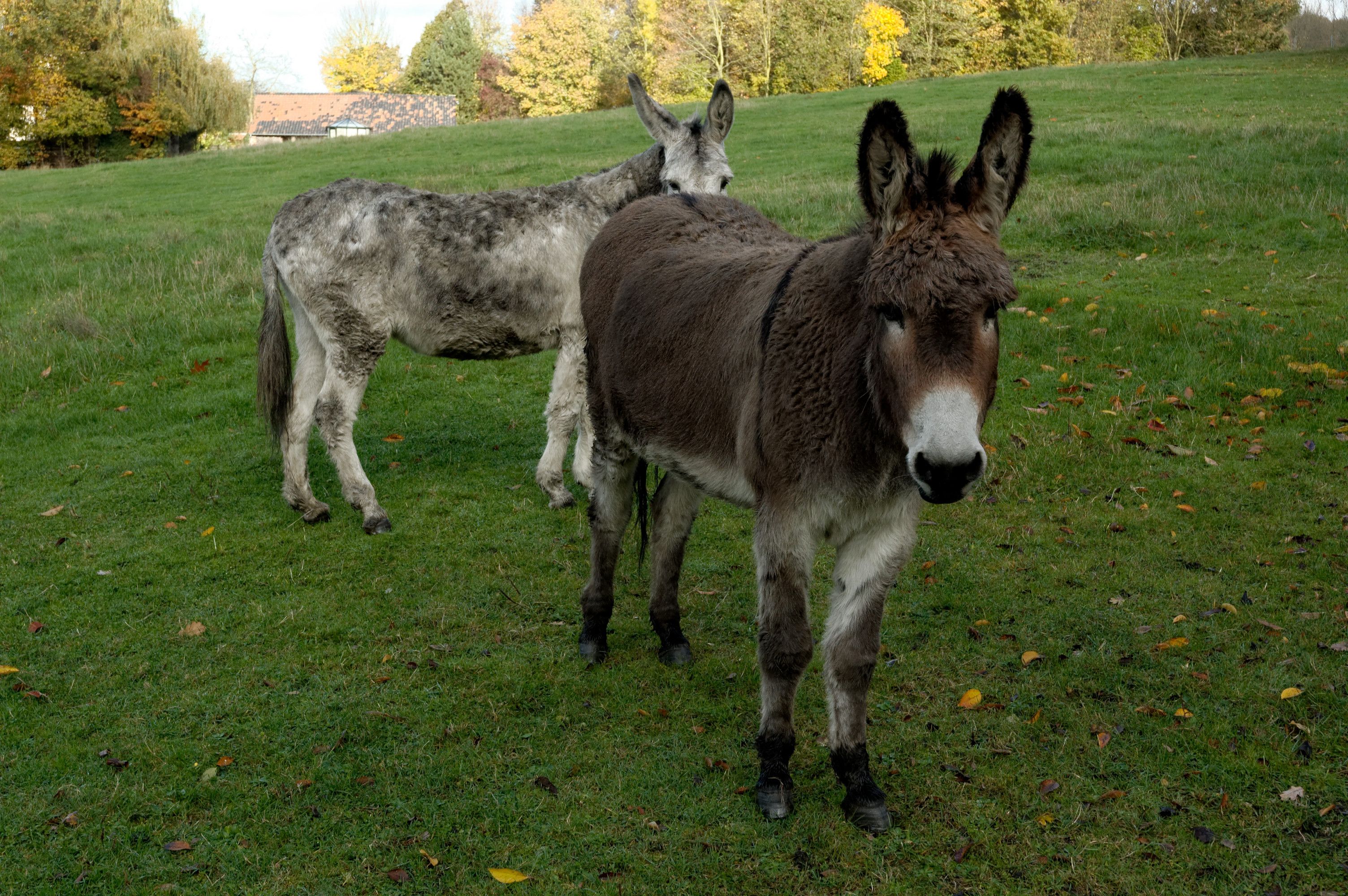 5,000+ Best Donkey Photos · 100% Free Download · Pexels Stock Photos