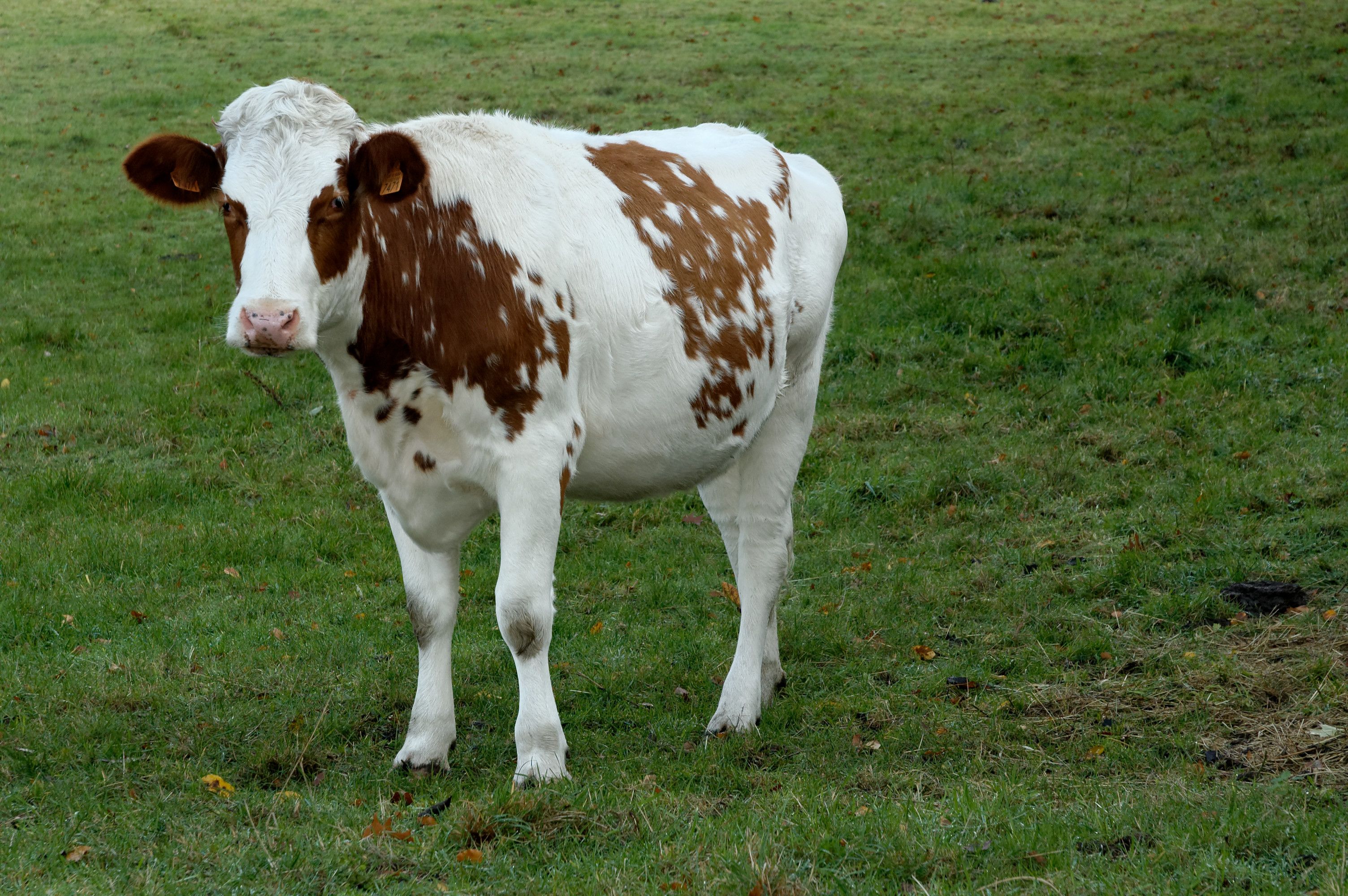 Mama Cow Photos, Download The BEST Free Mama Cow Stock Photos & HD Images
