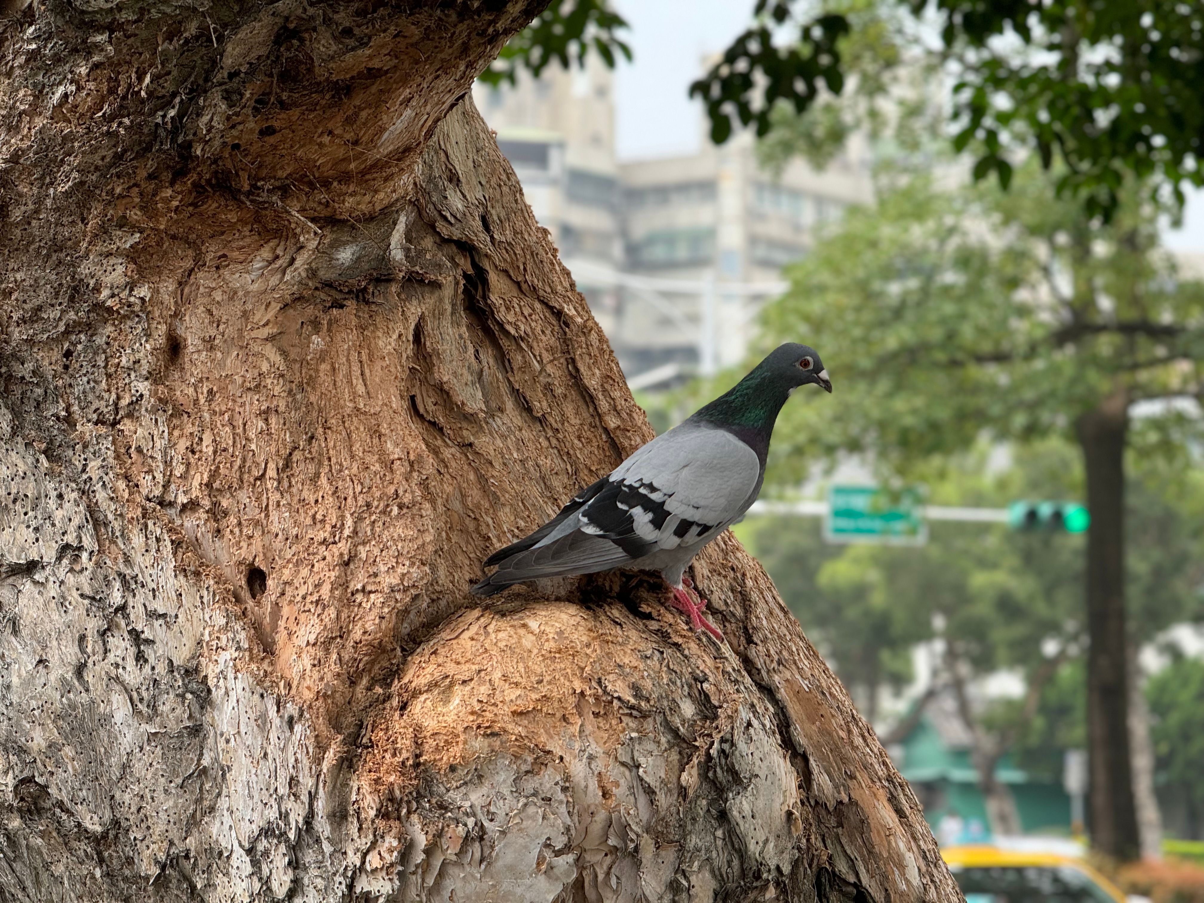 Pigeon Perched on Urban Tree in Cityscape · Free Stock Photo