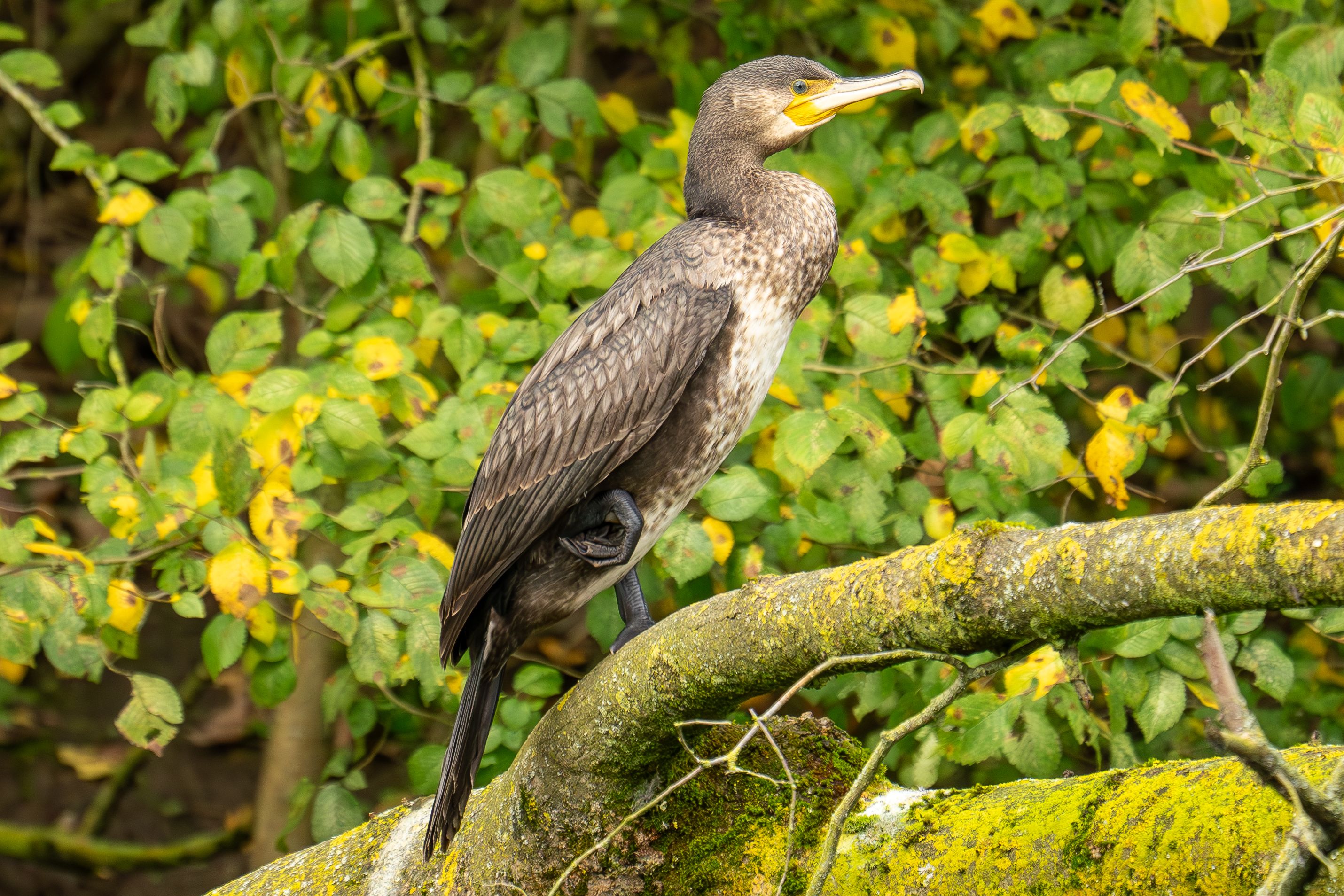 Eurasian Cormorant on a Mossy Branch · Free Stock Photo