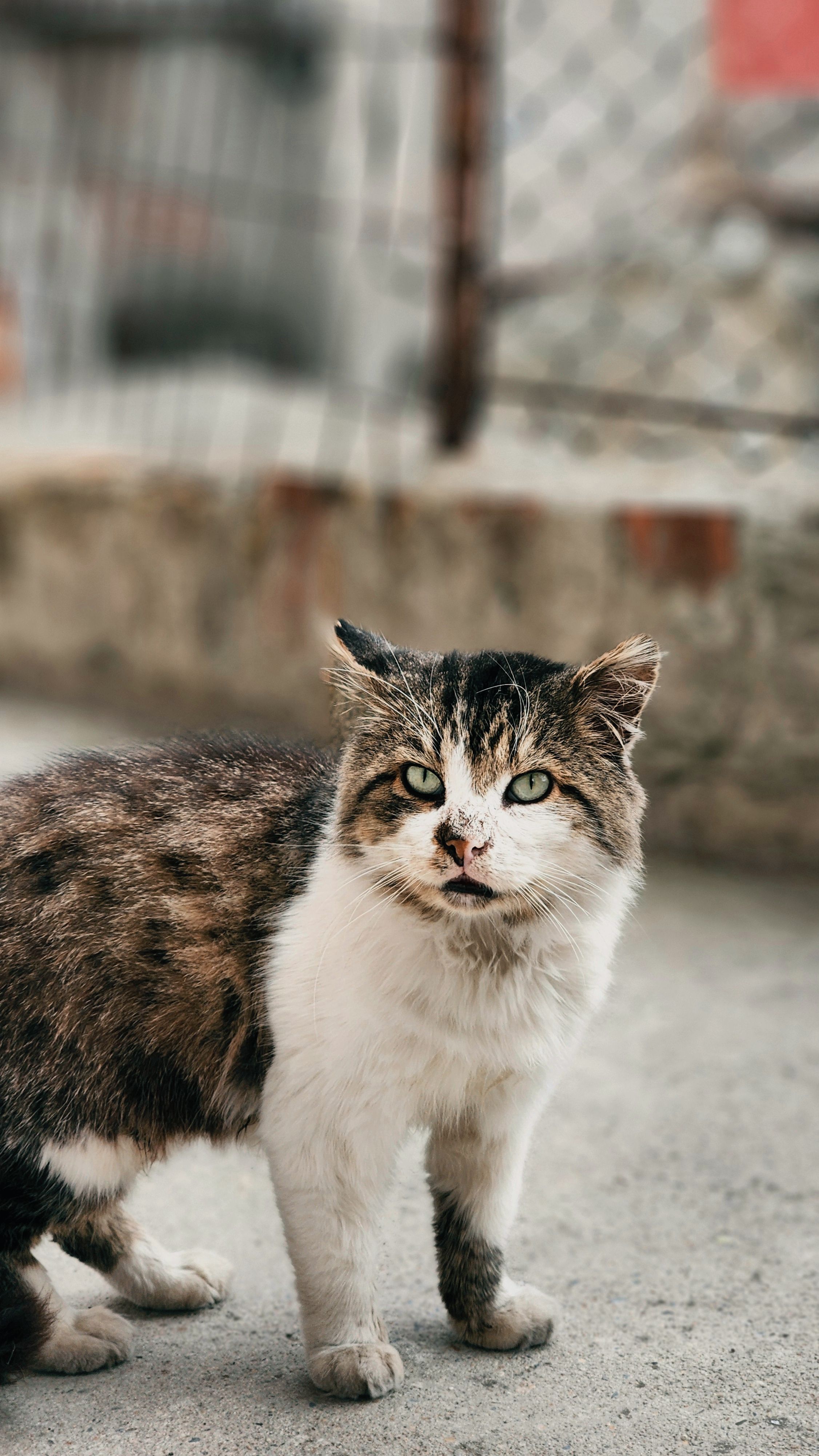 Close-up of a Curious Stray Cat Outdoors · Free Stock Photo