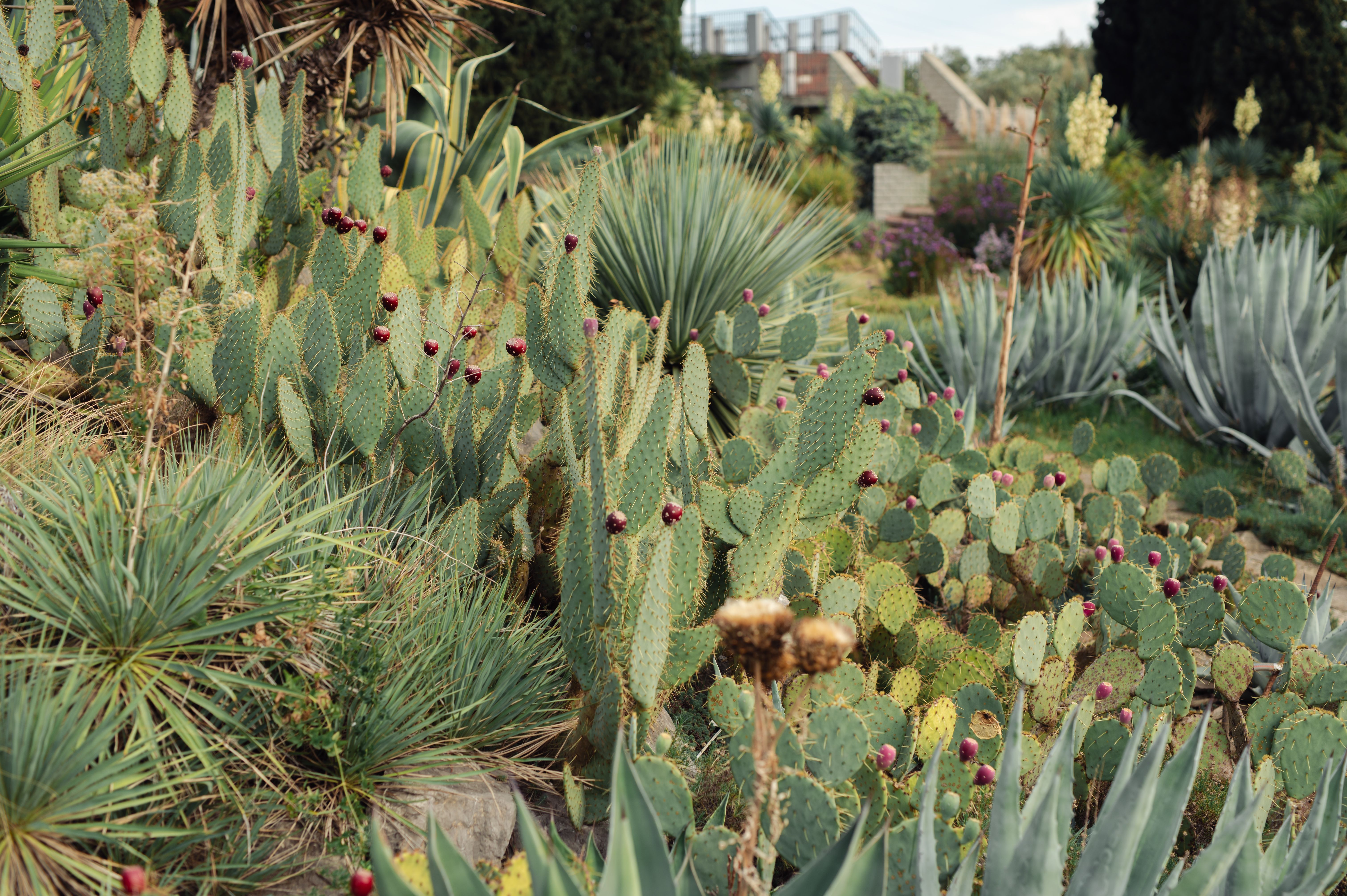 Desert Garden Landscape with Diverse Cacti · Free Stock Photo