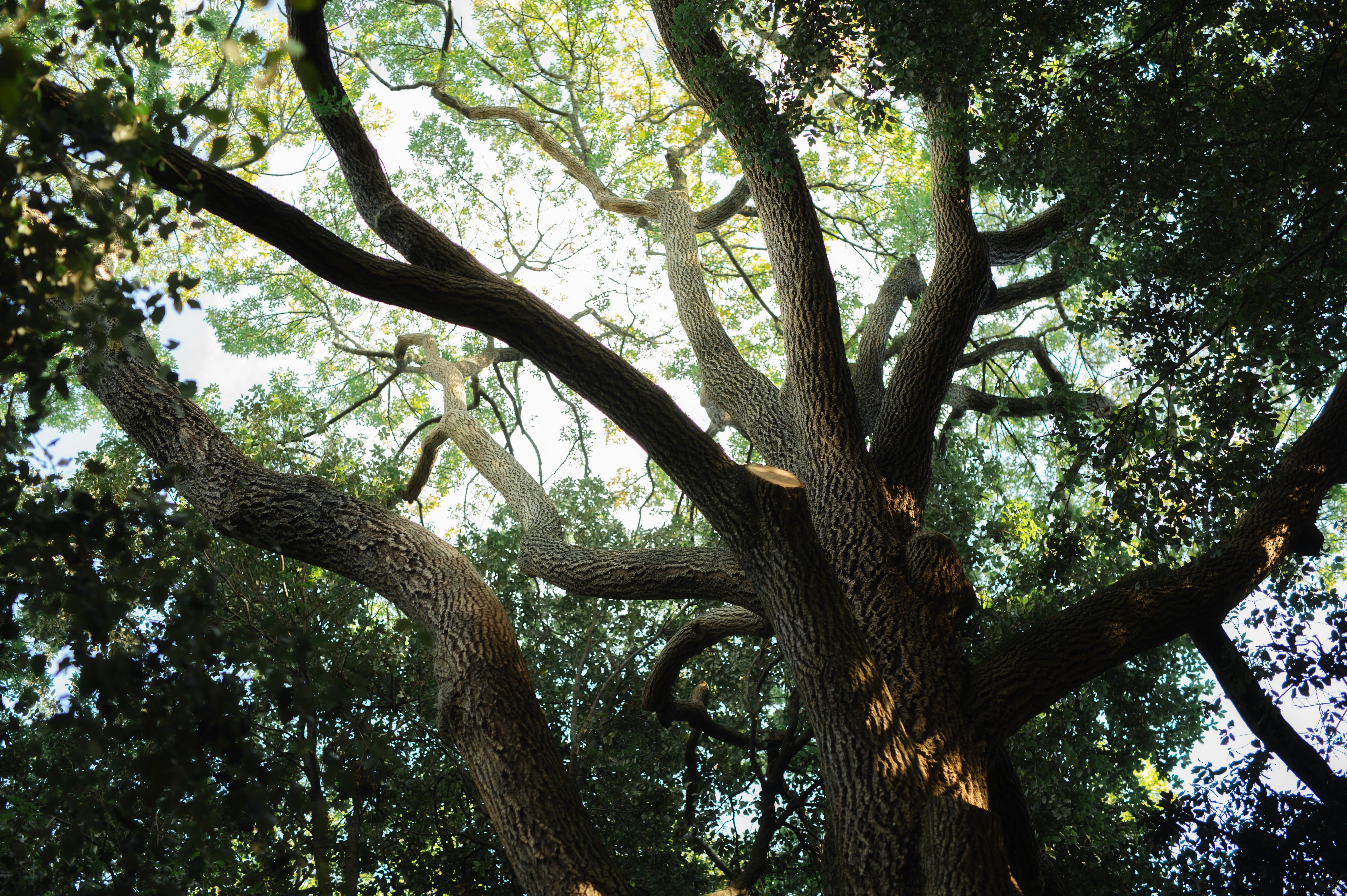 Majestic Oak Tree Canopy in Sunlit Forest · Free Stock Photo
