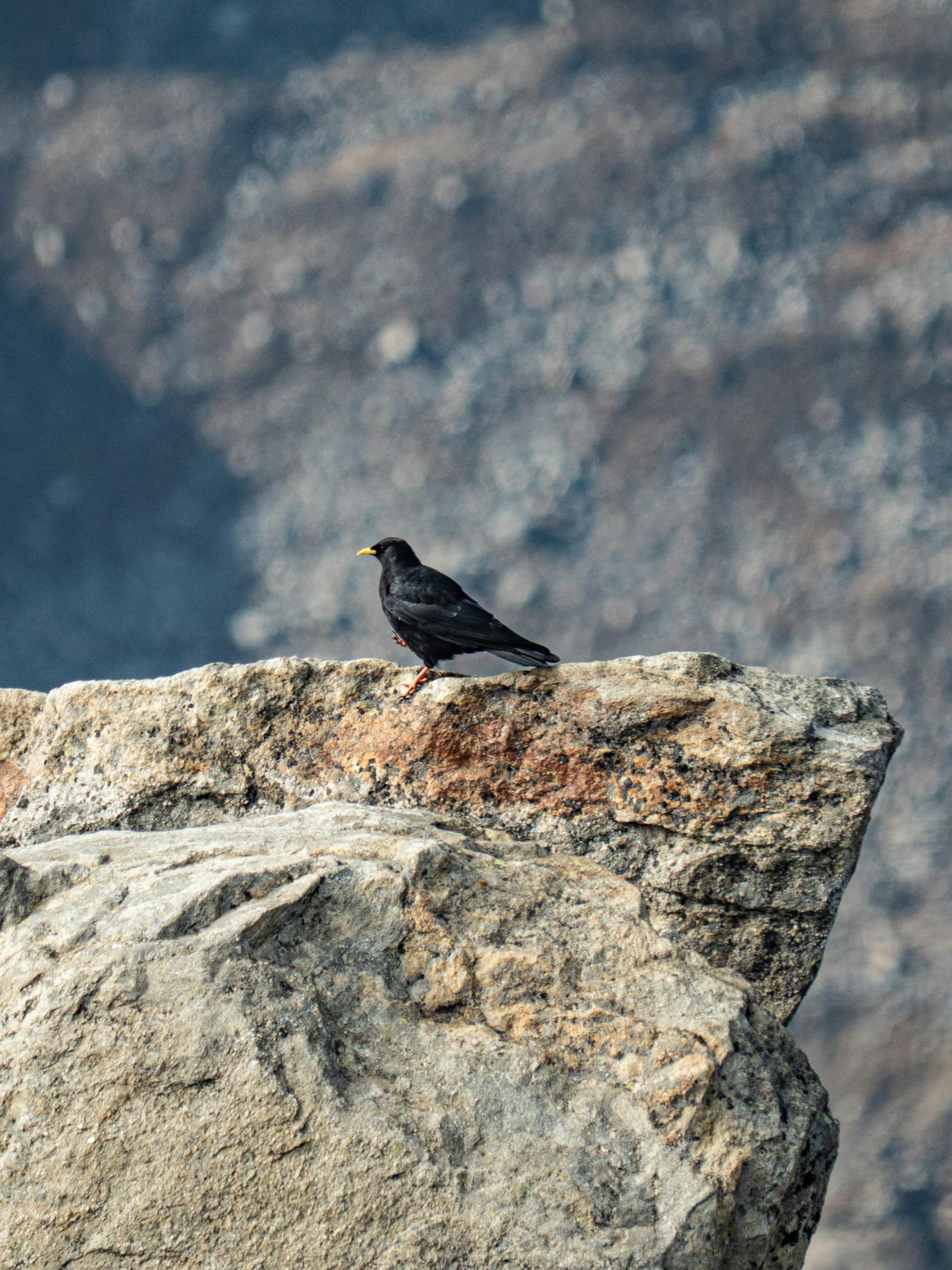 Being Free Photos, Download The BEST Free Being Free Stock Photos & HD ...