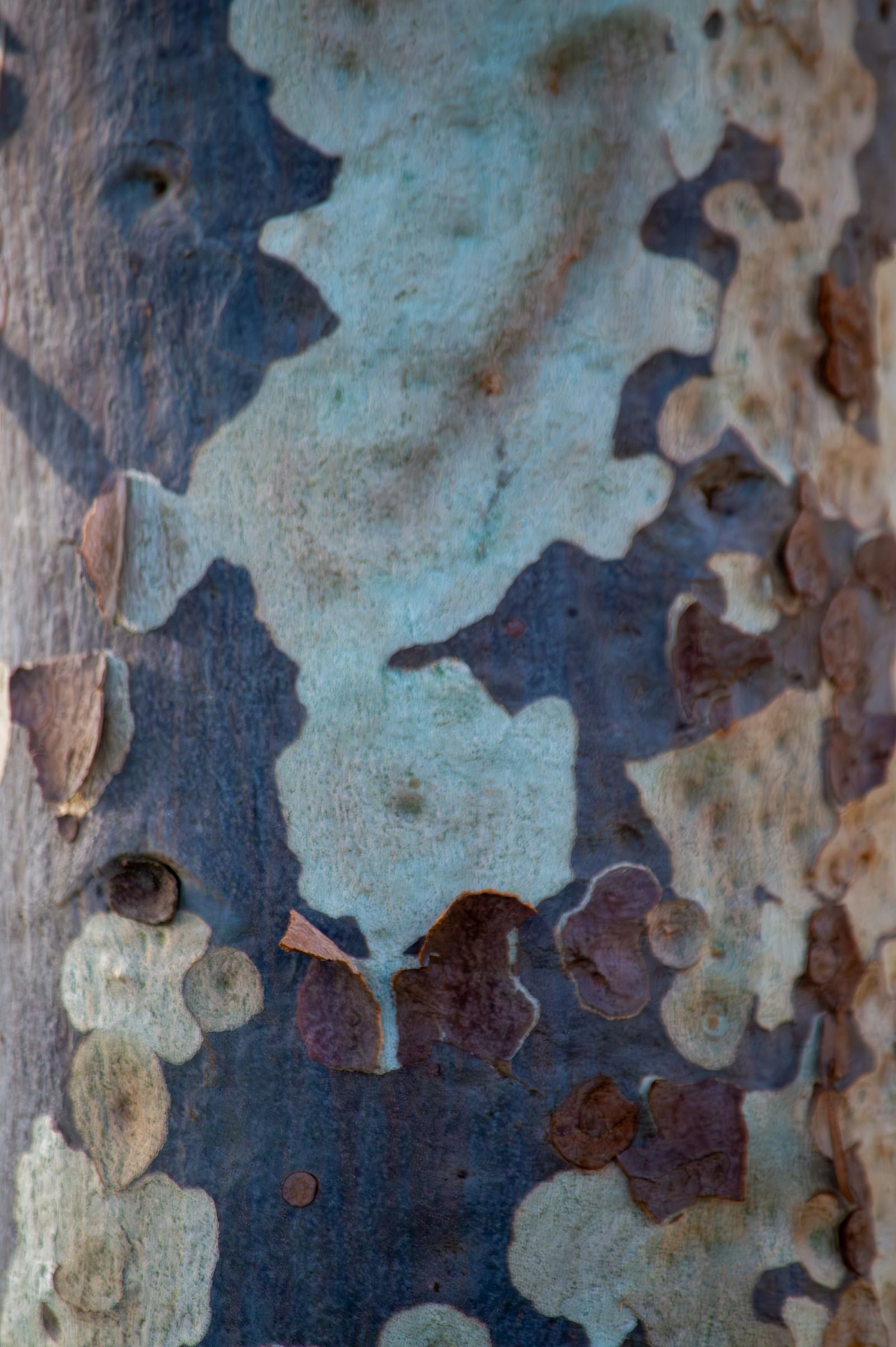 Tree Bark Photos, Download The BEST Free Tree Bark Stock Photos & HD Images