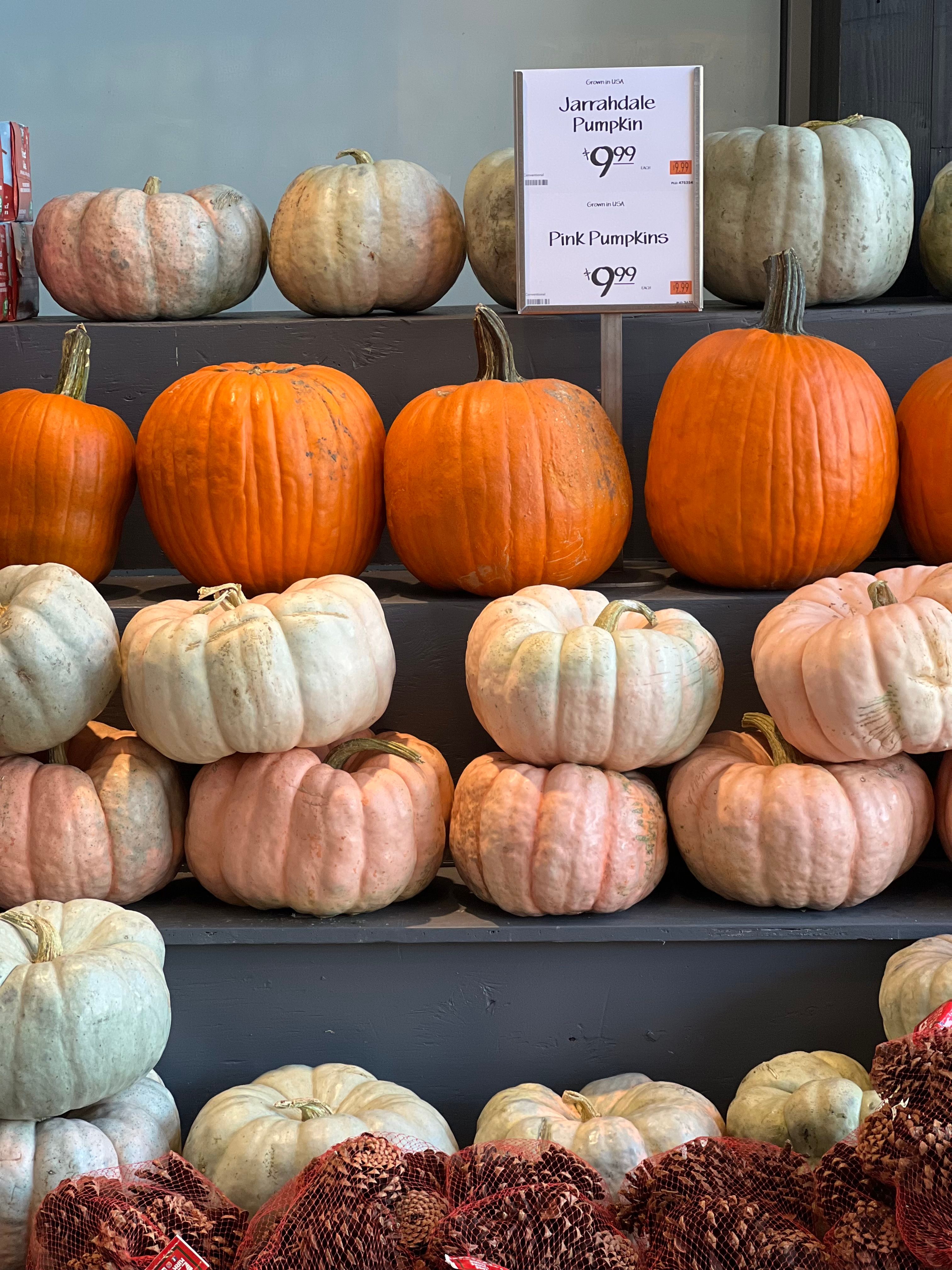Présentation Colorée De Citrouilles Pour La Décoration D'automne ...