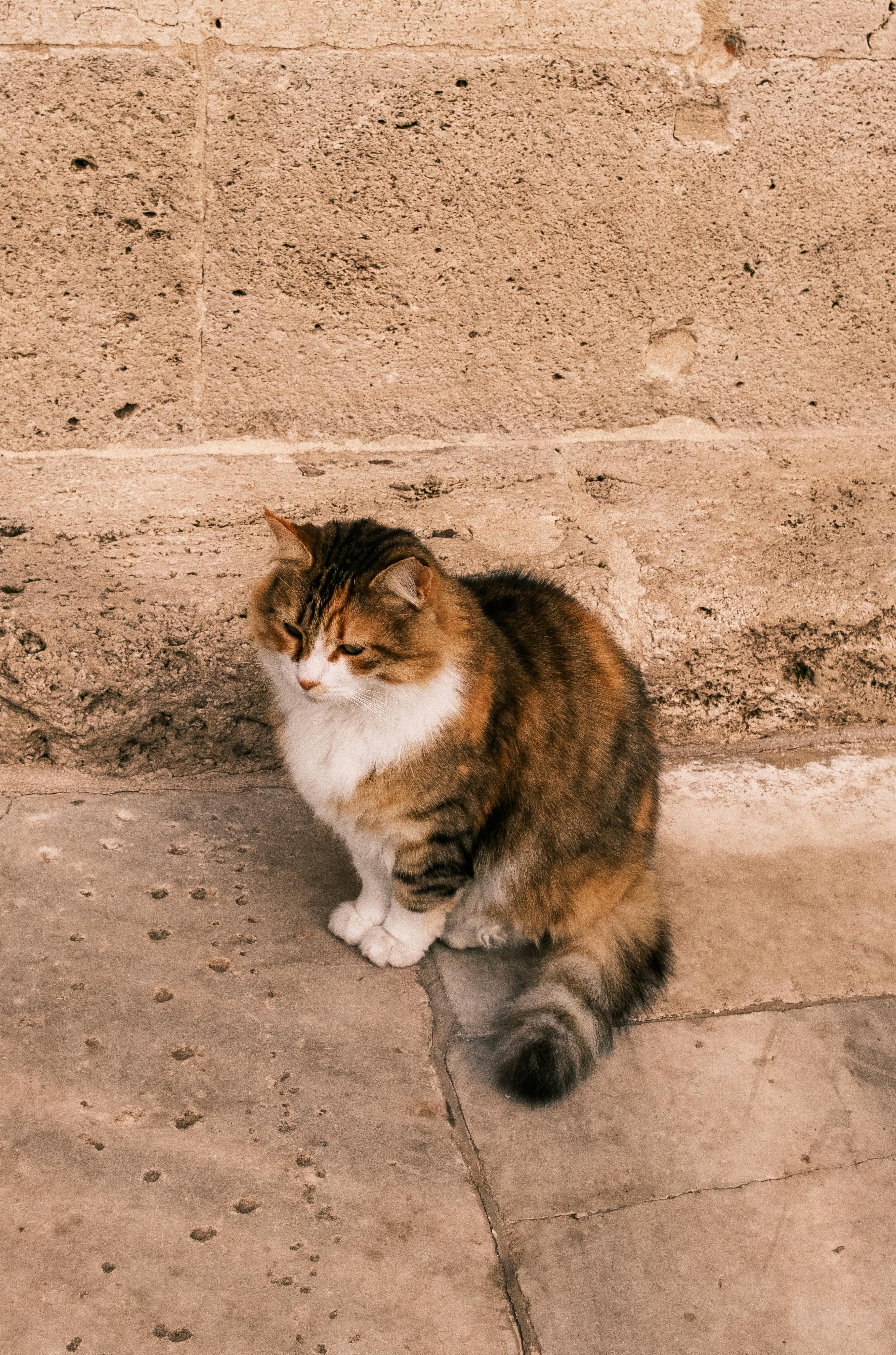 Portrait of a Calico Cat on Stone Pavement · Free Stock Photo