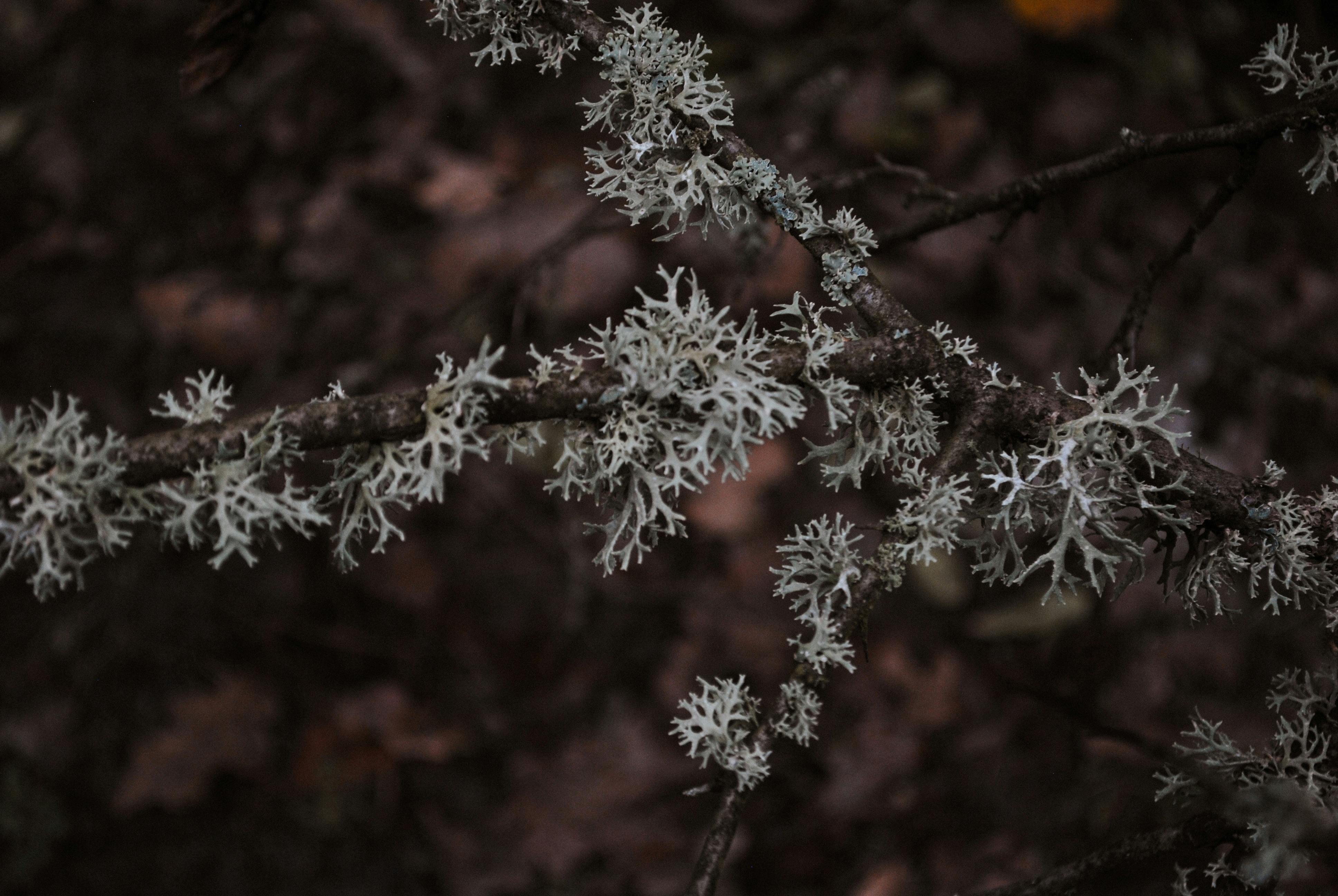 Close-up of Lichen on Tree Branch in Forest · Free Stock Photo
