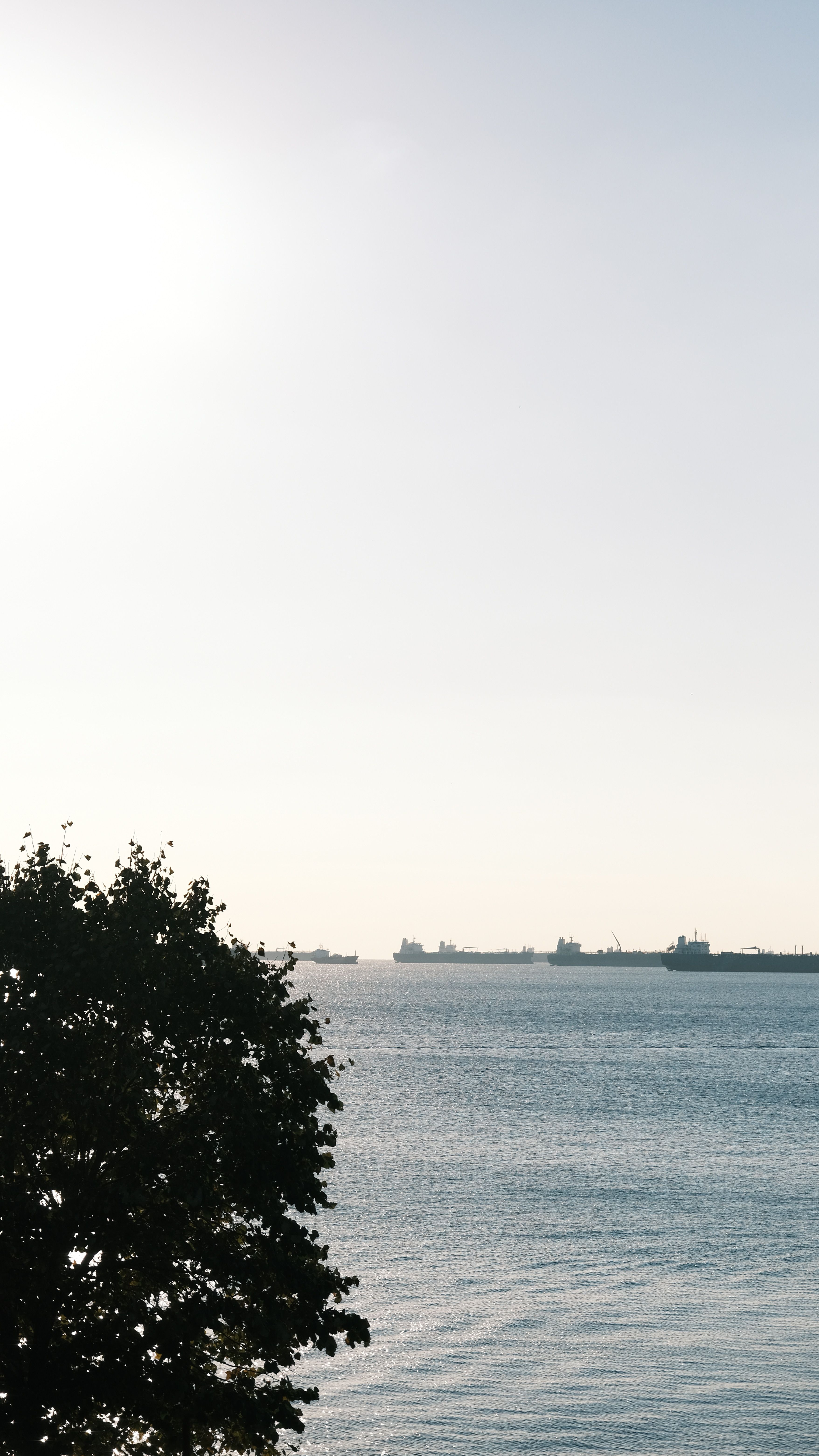 Calm Ocean Horizon with Distant Ships and Tree · Free Stock Photo