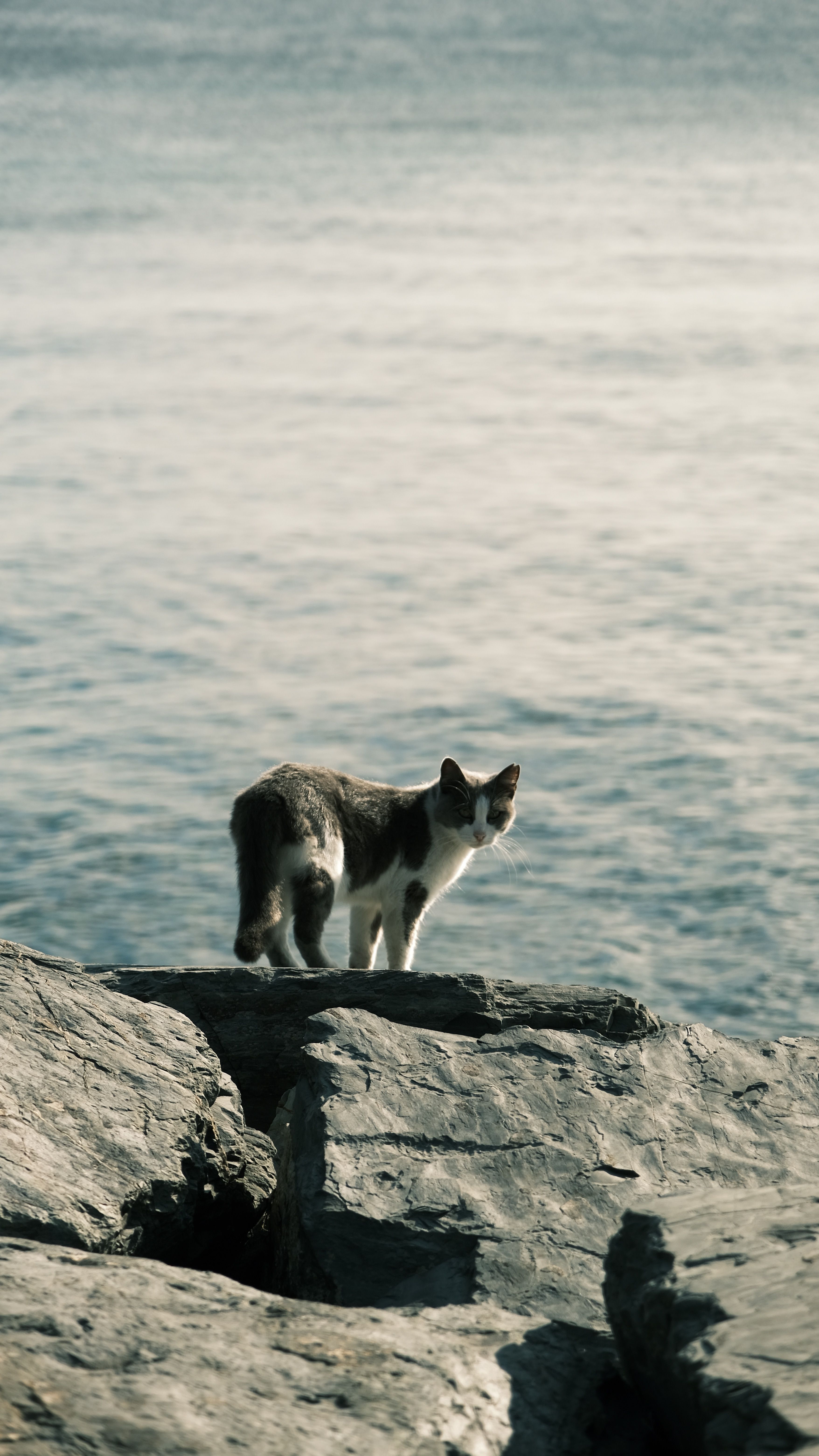 Cat on Rocky Shoreline Overlooking Ocean · Free Stock Photo