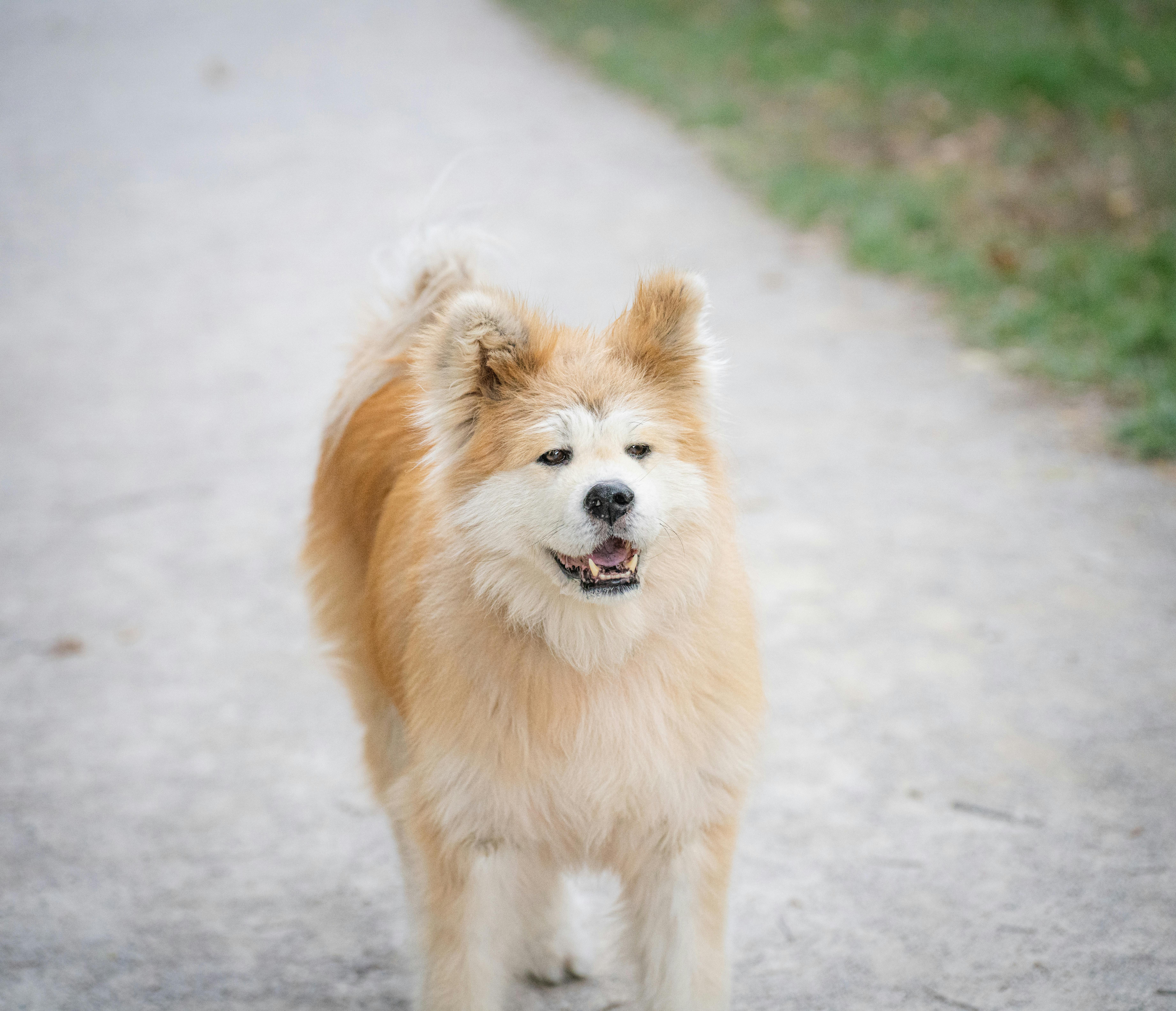 Happy Akita Dog Walking on a Pathway Outdoors · Free Stock Photo
