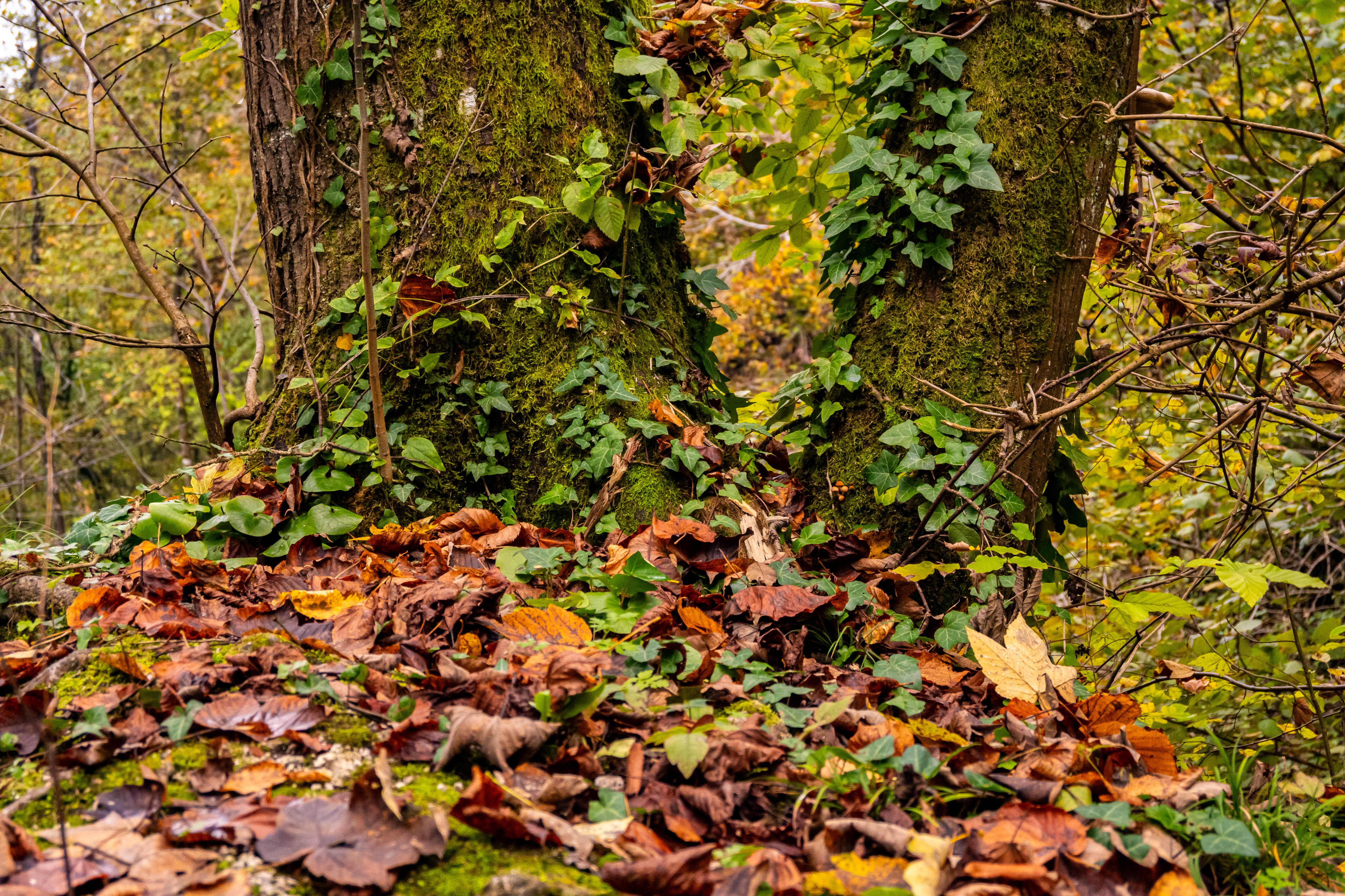 Autumn Ivy Growing on Forest Tree Trunk · Free Stock Photo