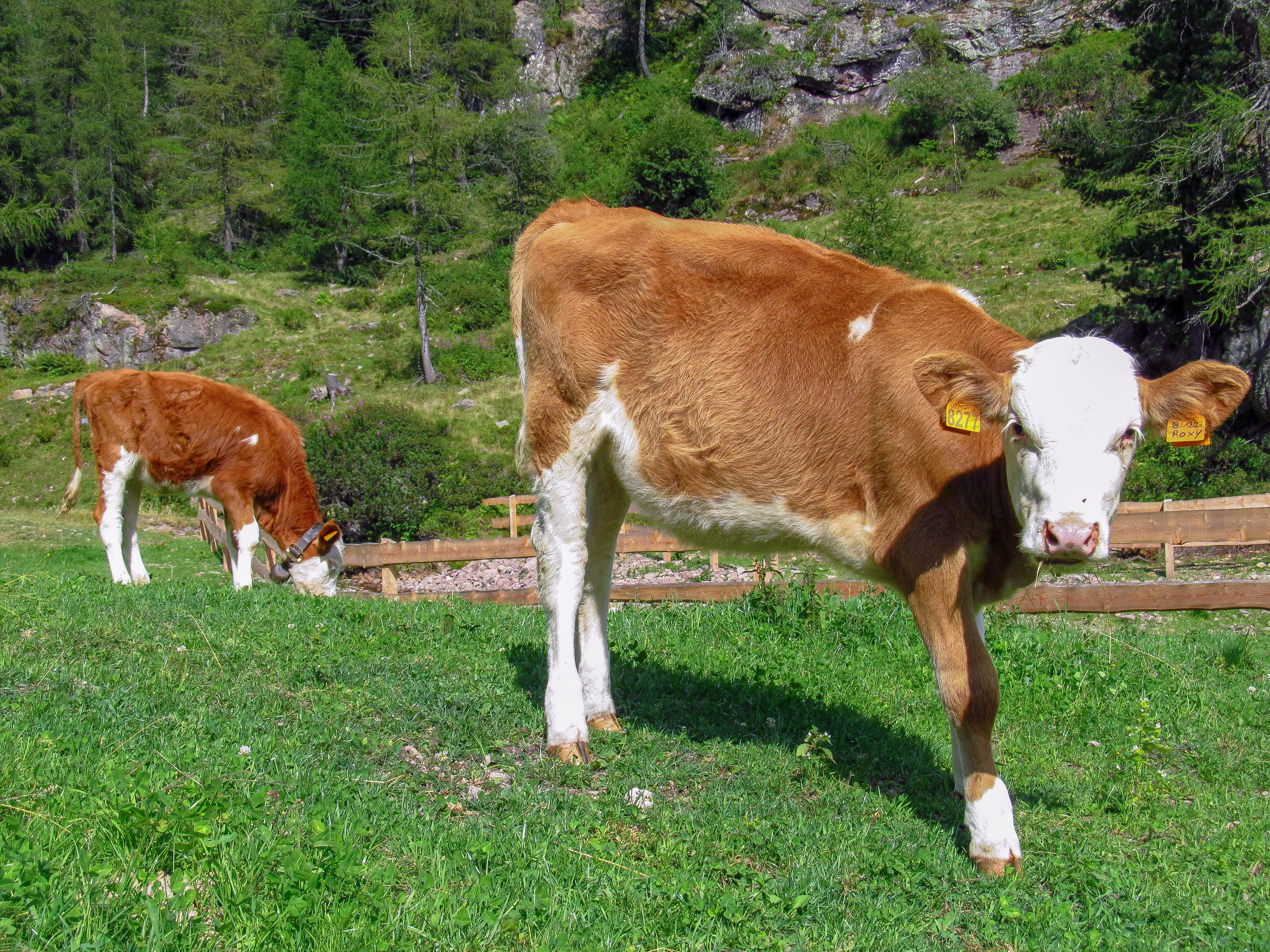 Brown and White Calves Grazing in Pasture · Free Stock Photo