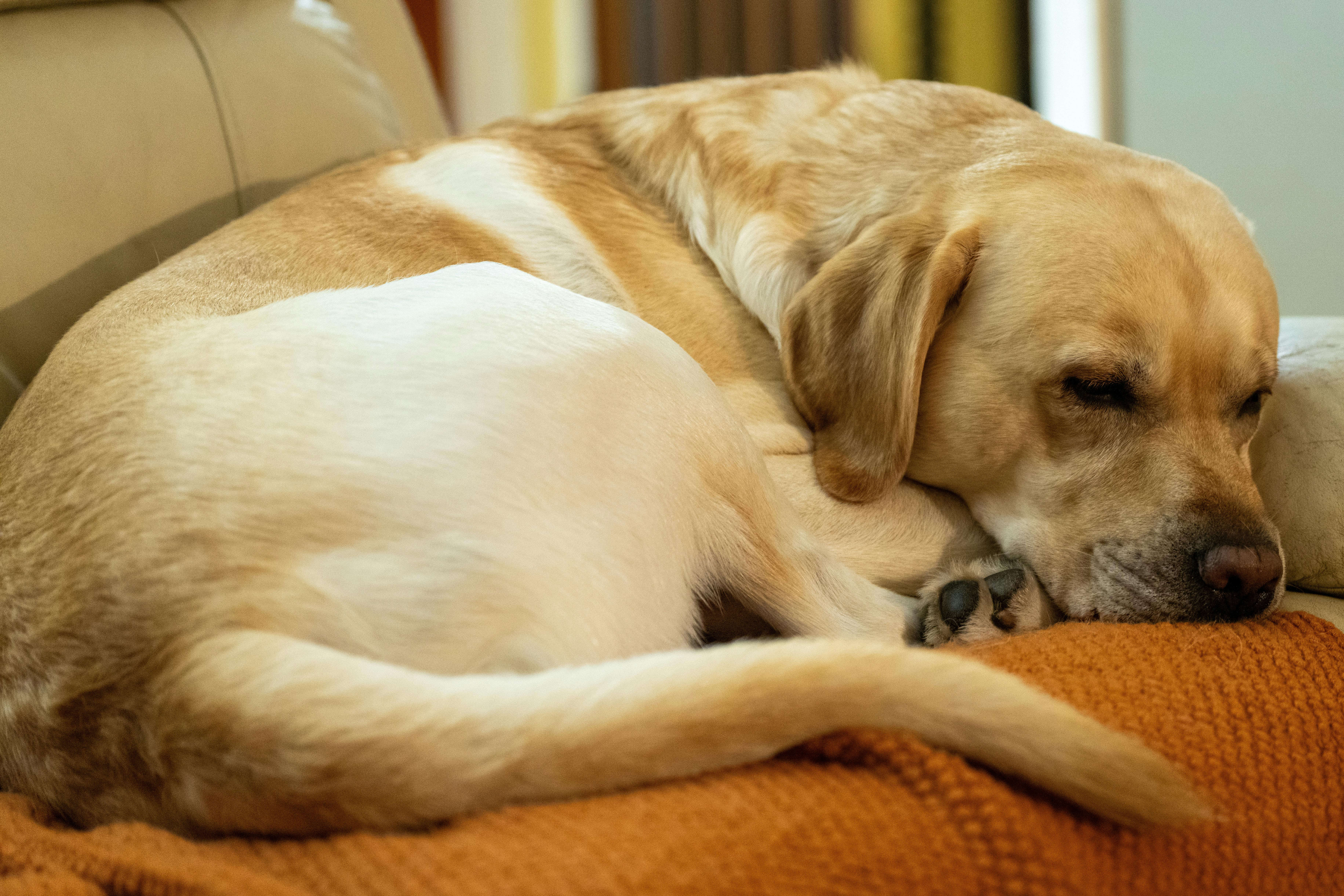 Labrador Retriever Sleeping on Sofa in London · Free Stock Photo