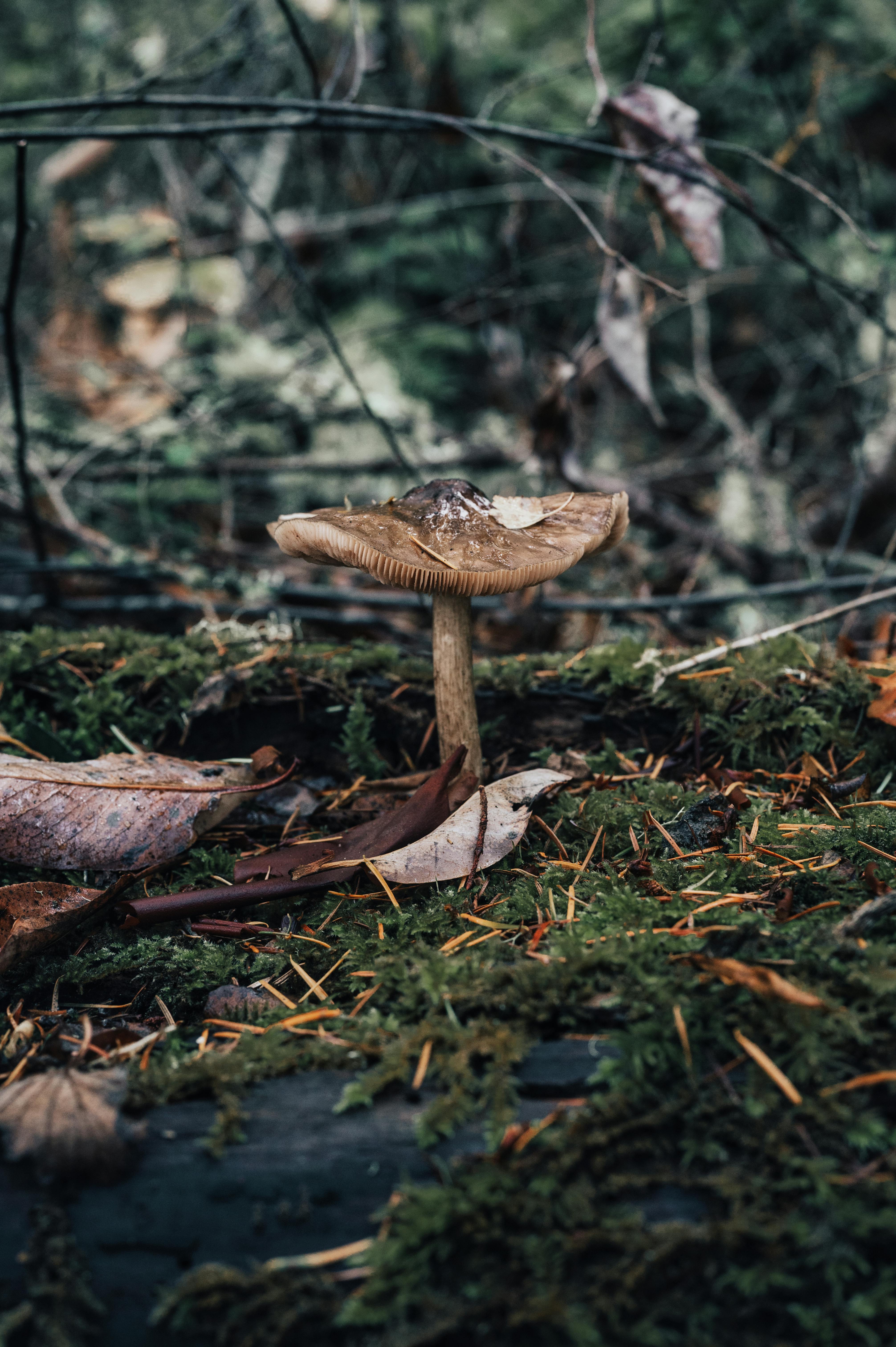 Fungal Splat Photos, Download The BEST Free Fungal Splat Stock Photos ...