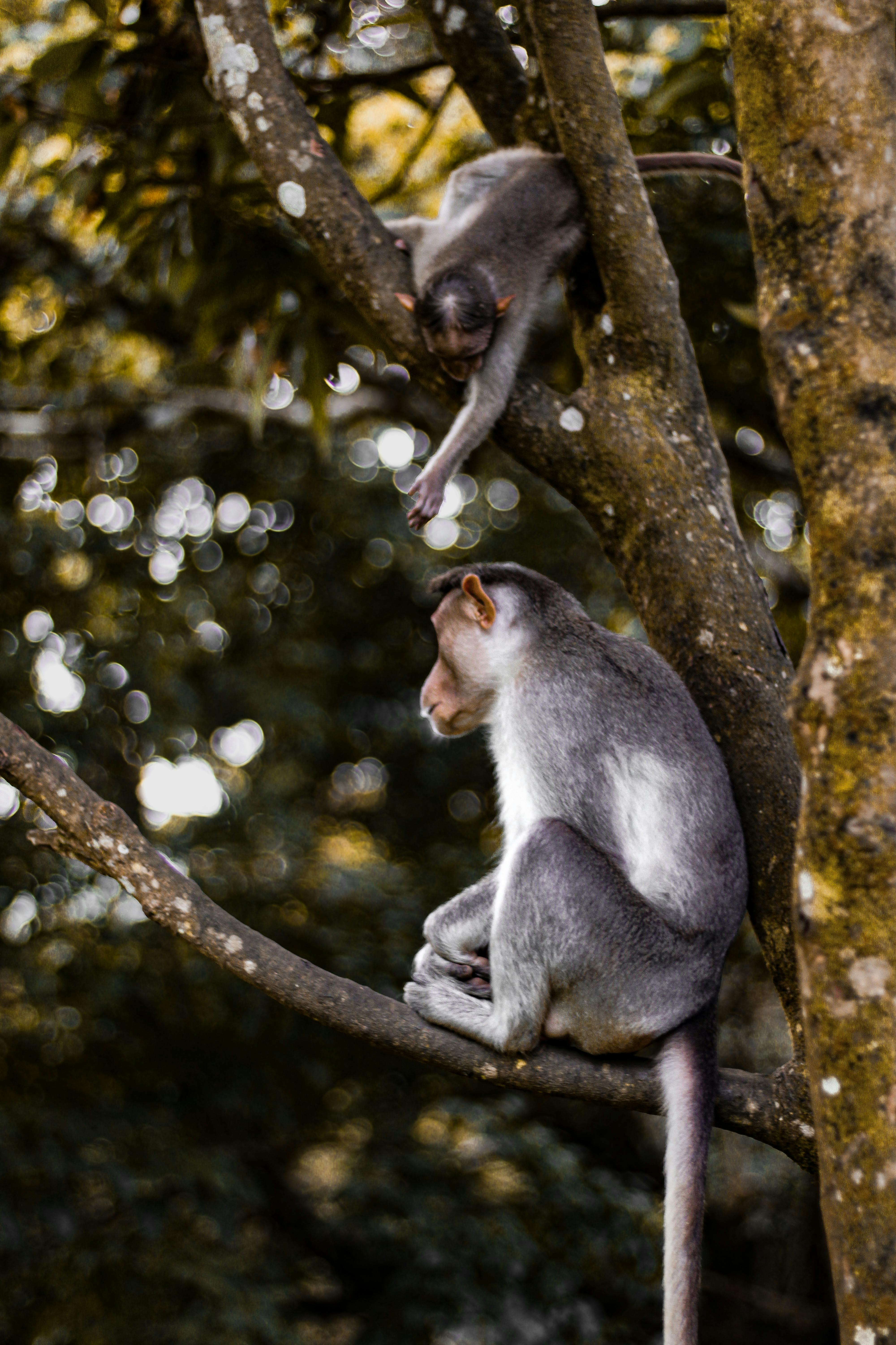 Toothless Monkey Photos, Download The BEST Free Toothless Monkey Stock ...