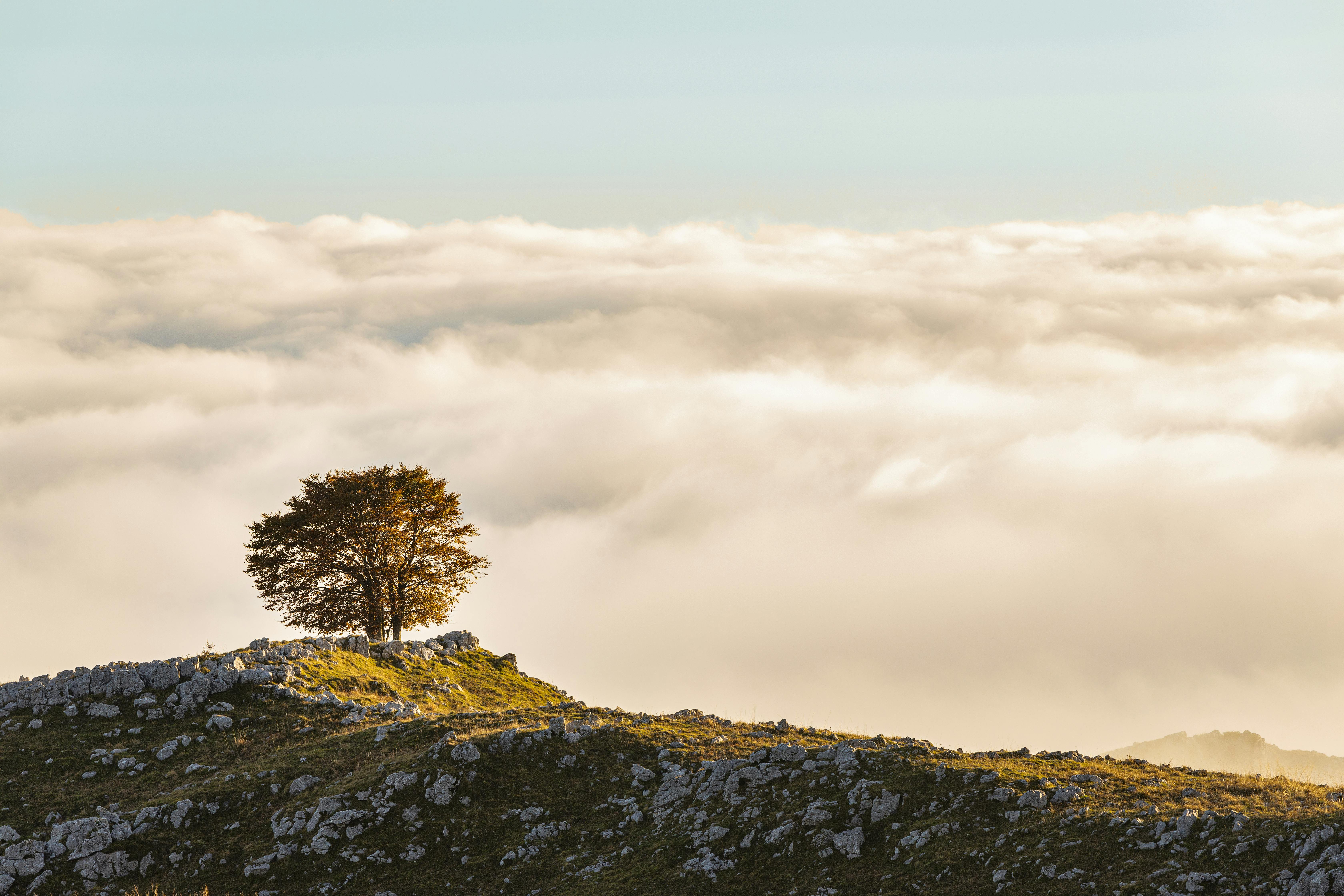Solitary Tree Above Clouds in Fregona, Italy · Free Stock Photo